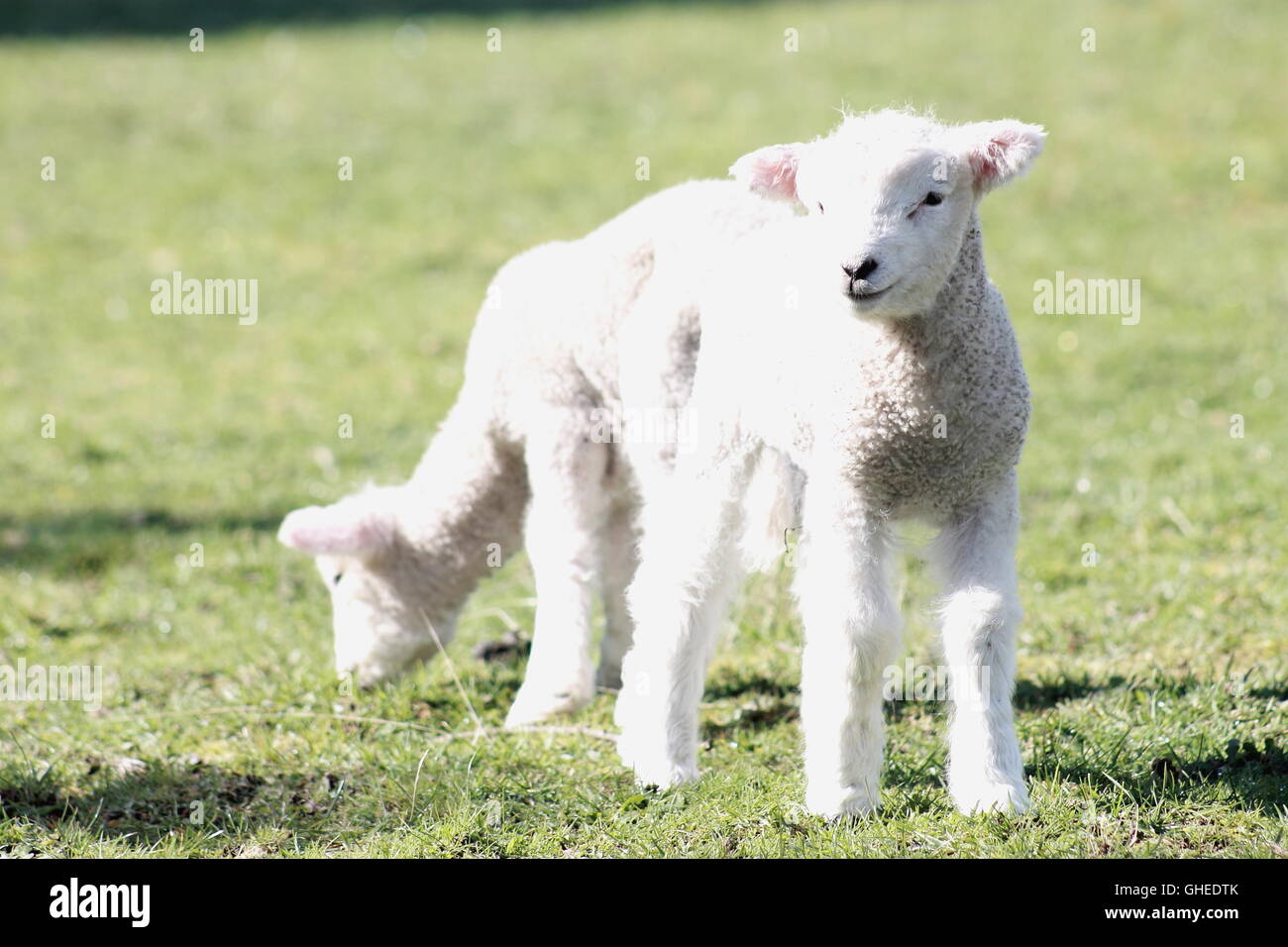Lamb Tail Stock Photos & Lamb Tail Stock Images - Alamy