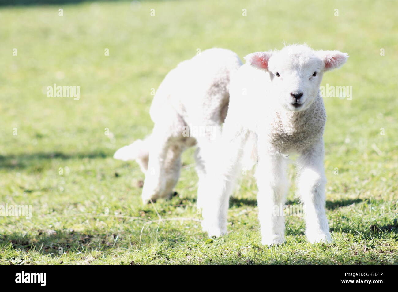 Twin lamb hi-res stock photography and images - Alamy