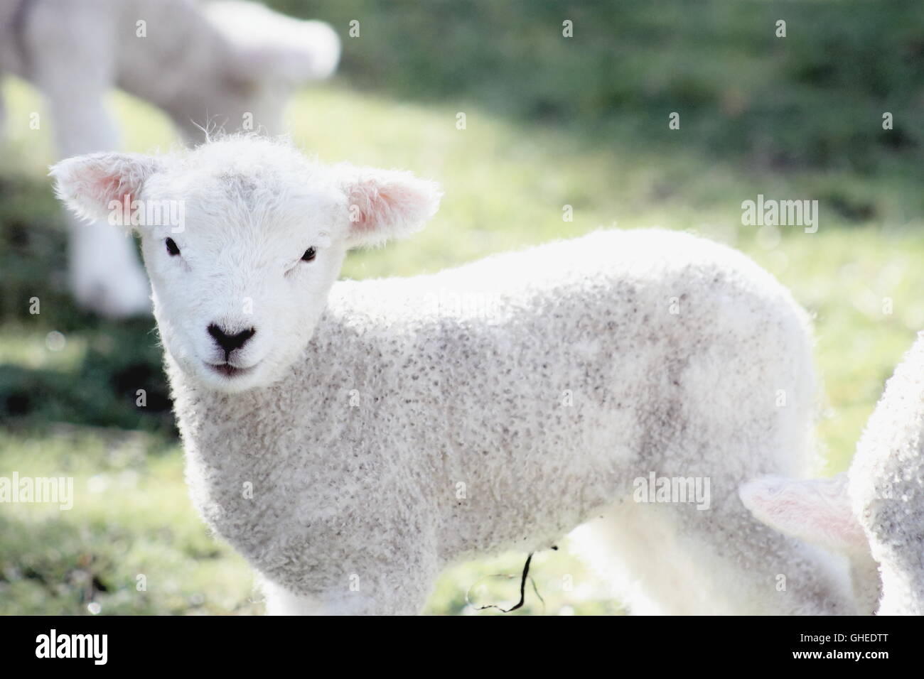 Young wool hi-res stock photography and images - Alamy
