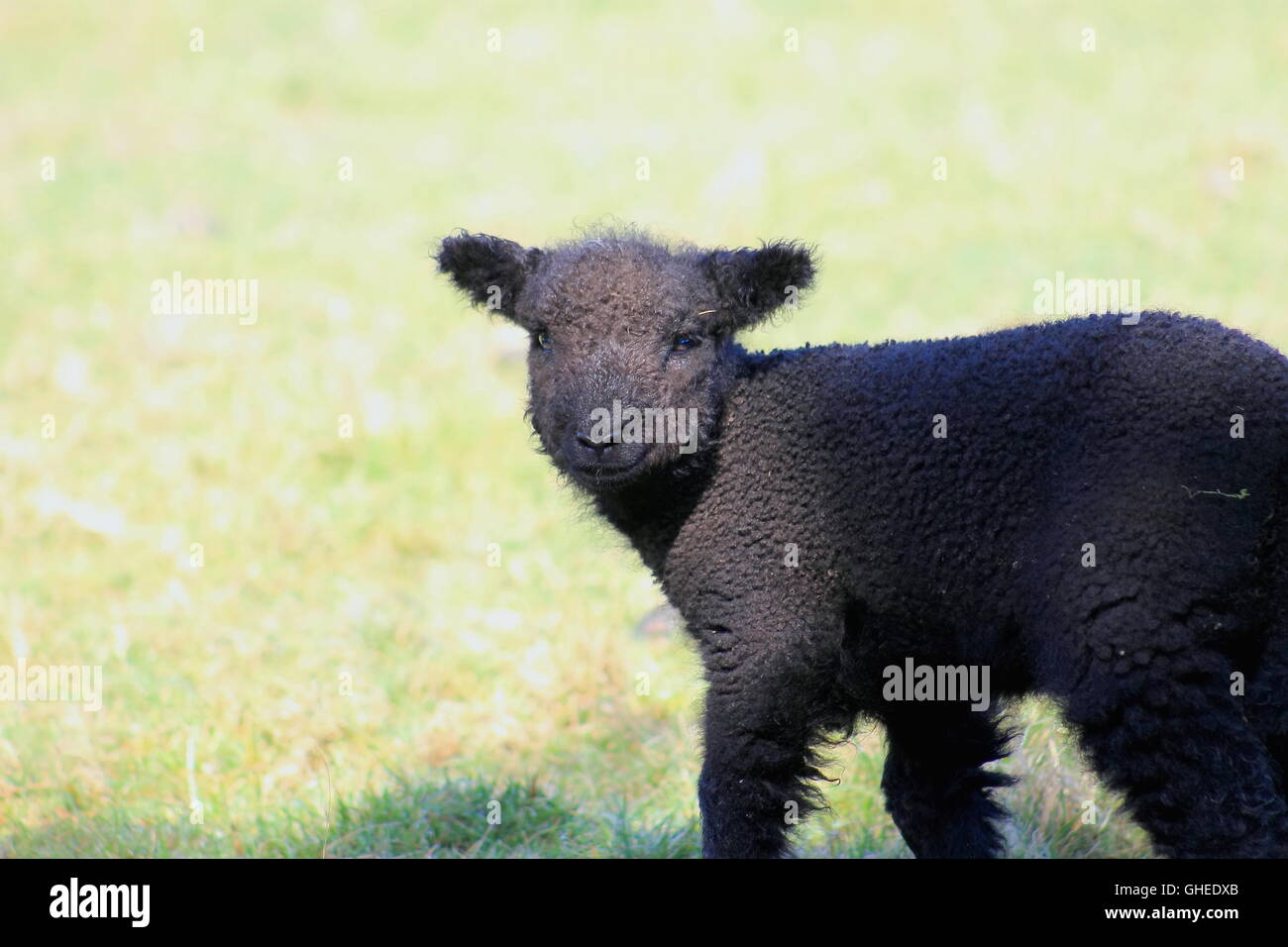 Black lamb hi-res stock photography and images - Alamy