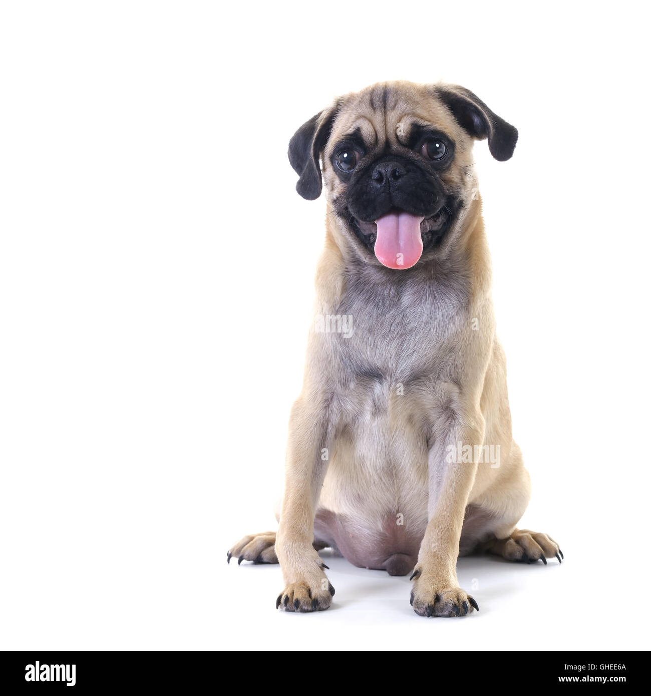 Pug dog tongue hi-res stock photography and images - Alamy