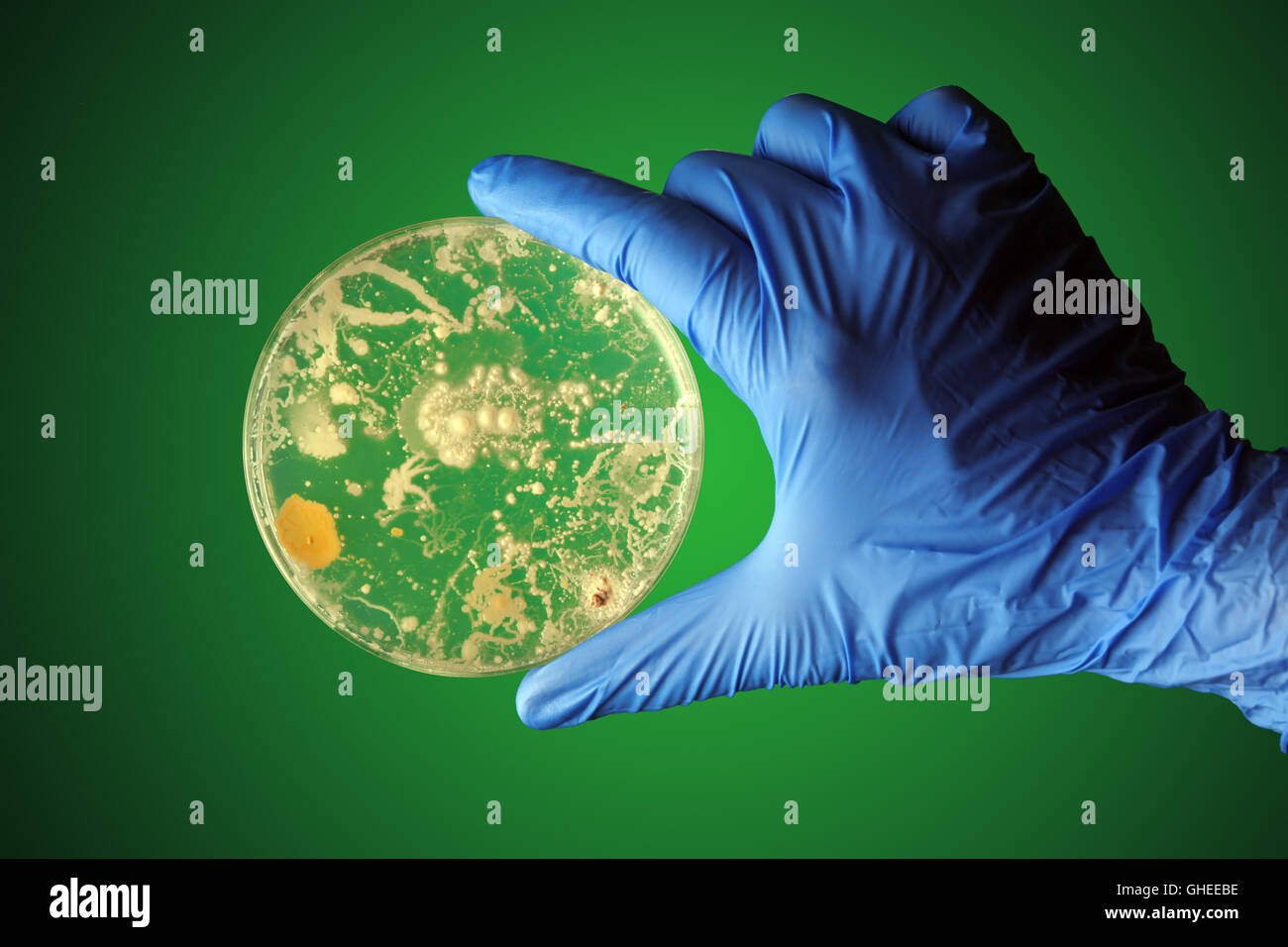 Gloved hand holding bacteria growing in a petri dish Stock Photo - Alamy