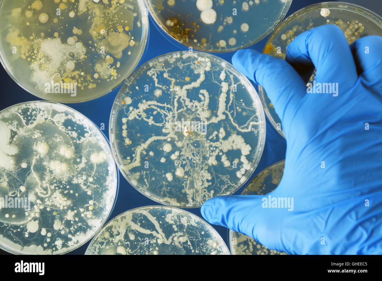 Gloved hand holding bacteria growing in a petri dishes Stock Photo - Alamy