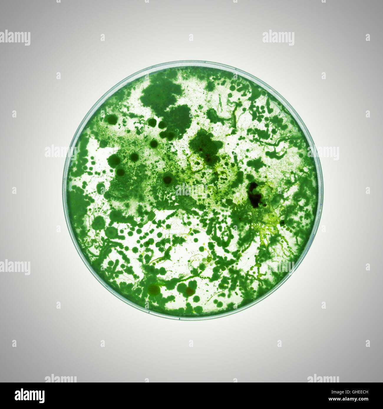 Infectious disease petri dish hi-res stock photography and images - Alamy