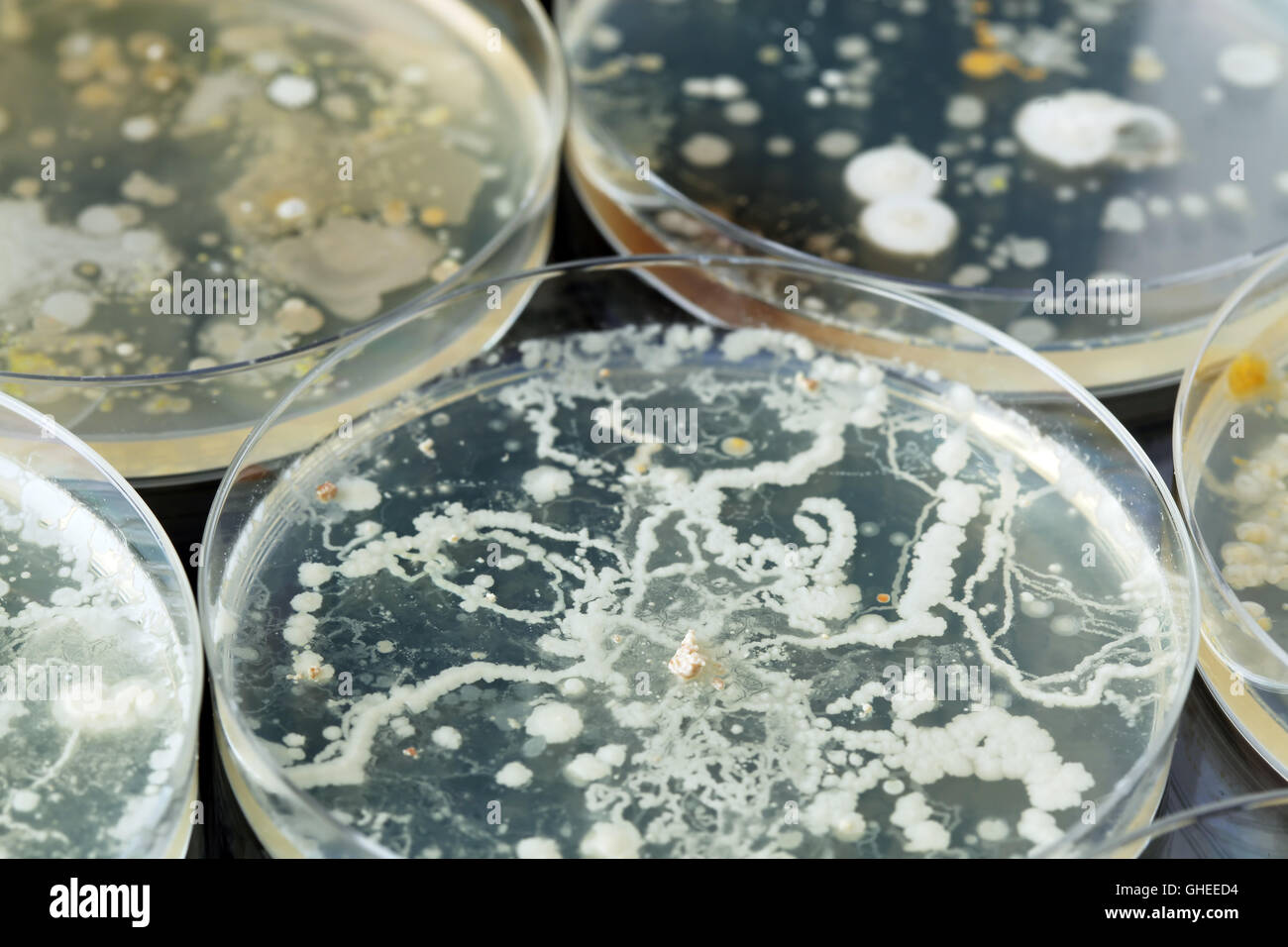 Bacteria growing in a petri dishes Stock Photo - Alamy