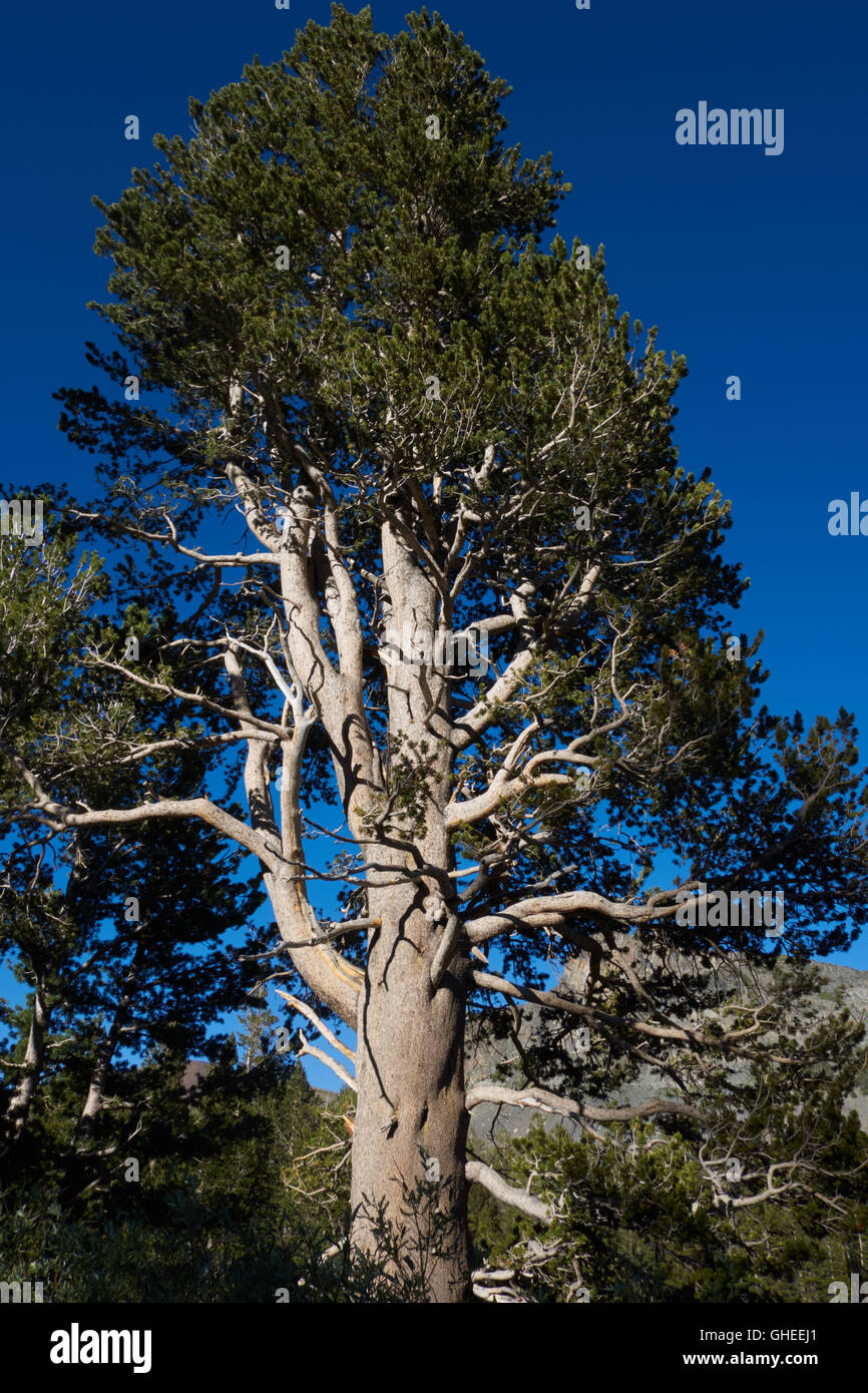 Tall pine tree hi-res stock photography and images - Alamy