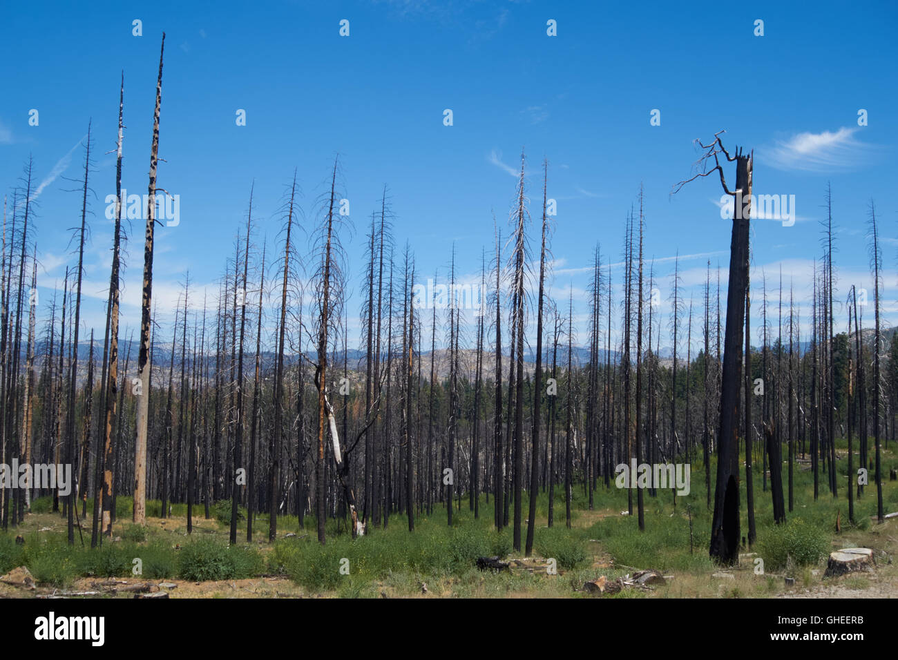 Blackened tree trunks california hi-res stock photography and images ...