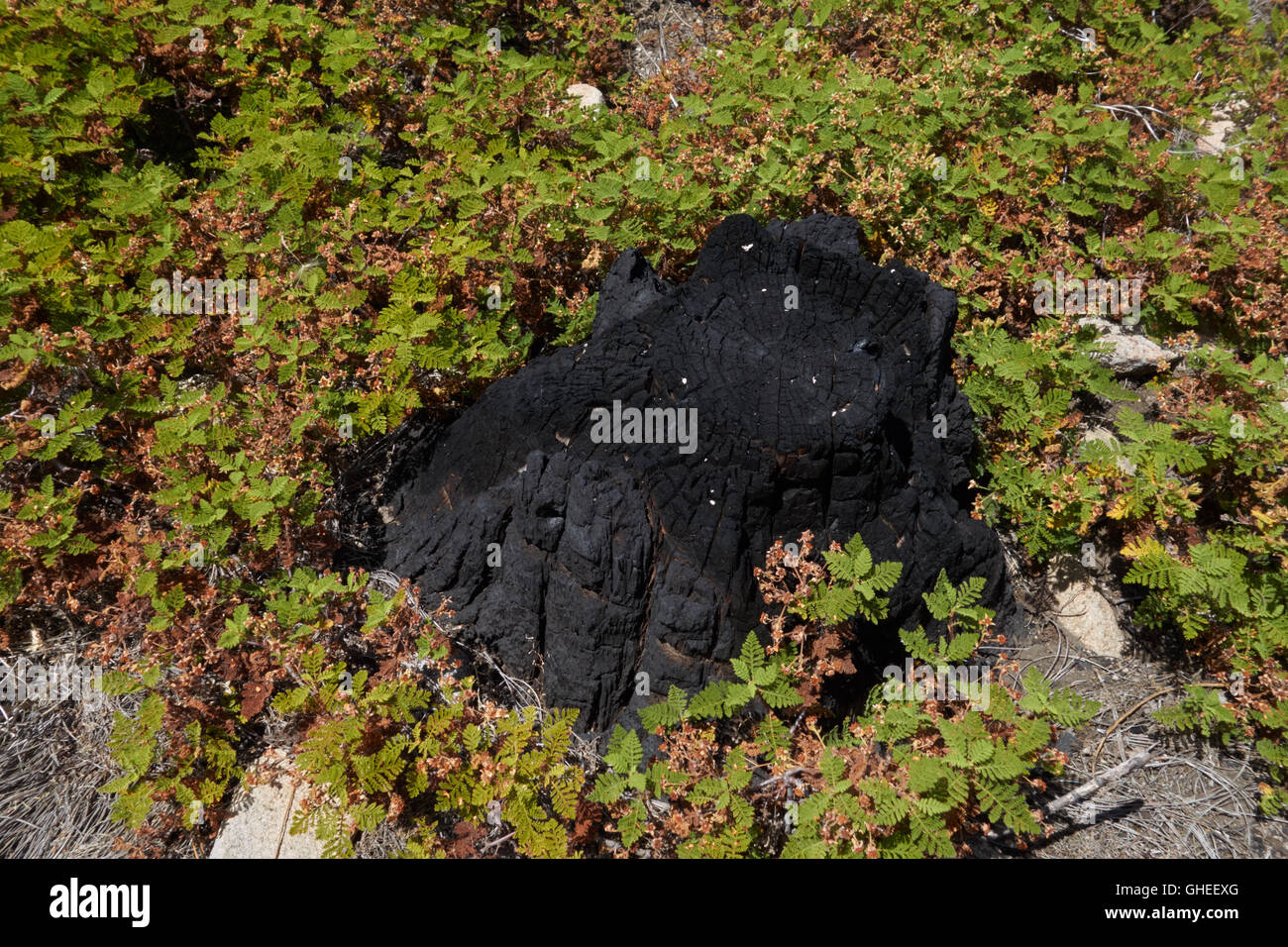 Fire stump hi-res stock photography and images - Alamy