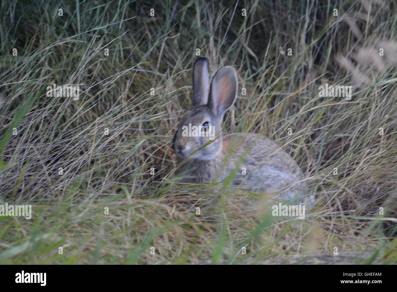 Rabbit in the grass Stock Photo - Alamy