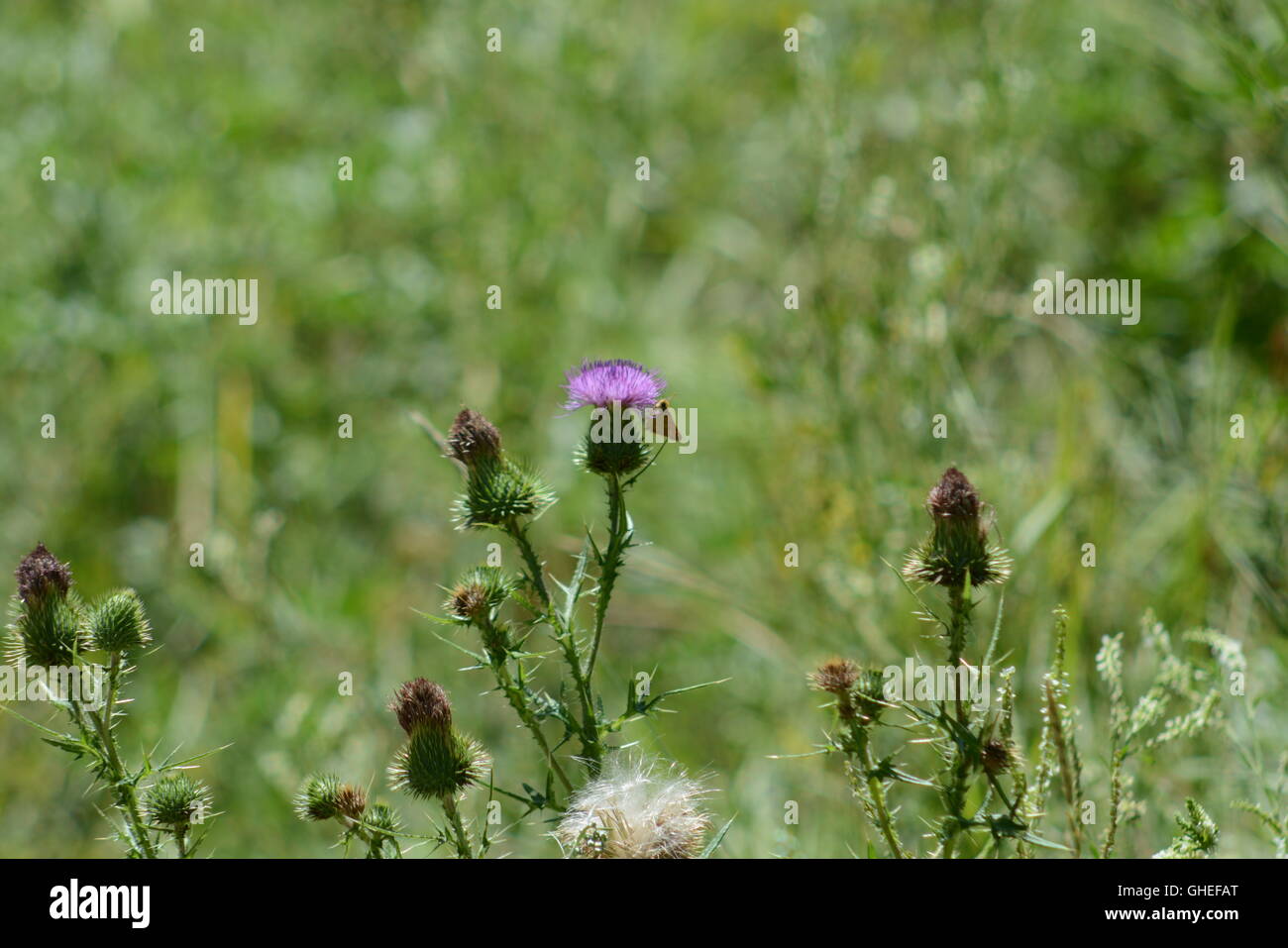 Healthy prairie hi-res stock photography and images - Alamy