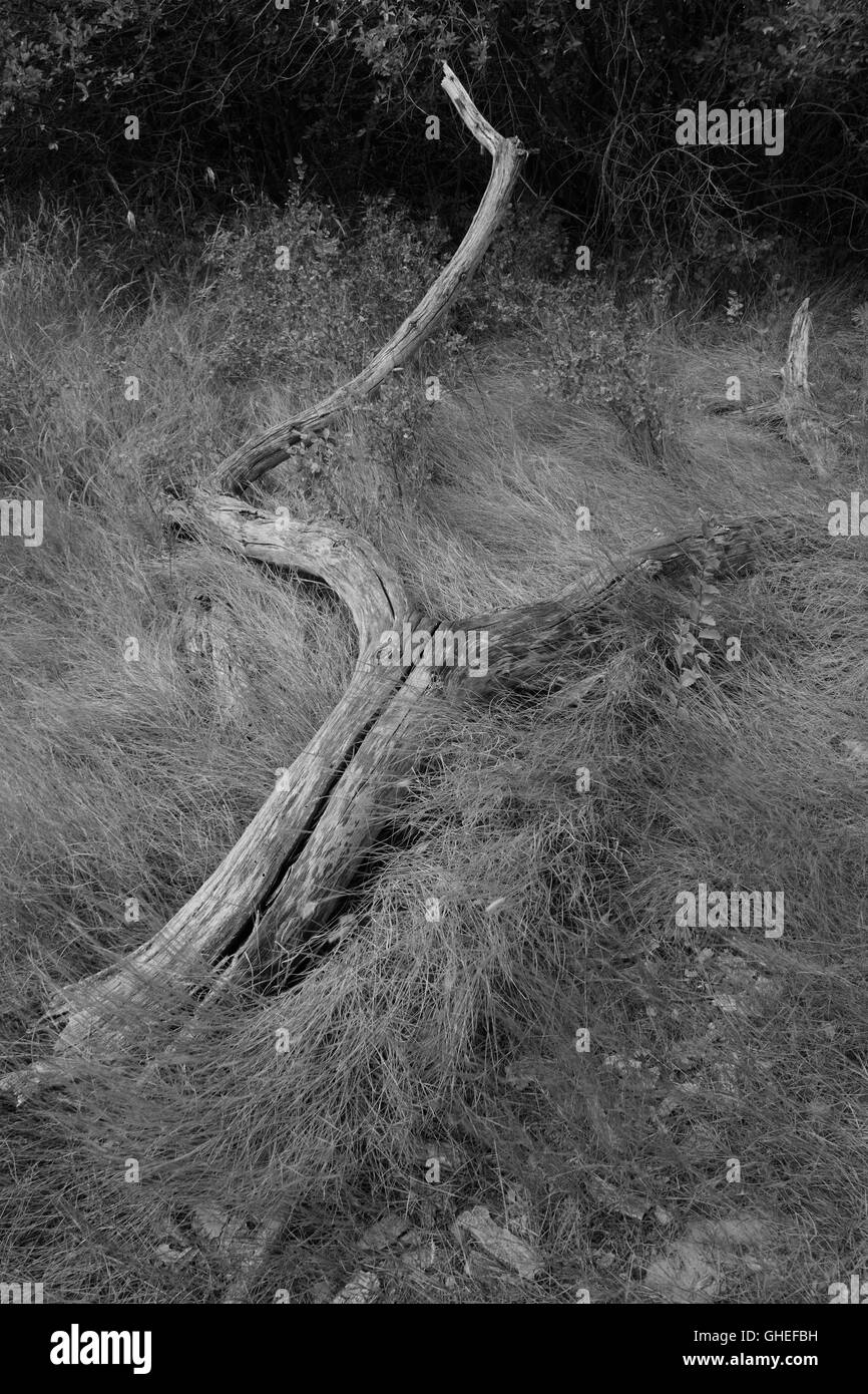 Police in the park Black and White Stock Photos & Images - Alamy