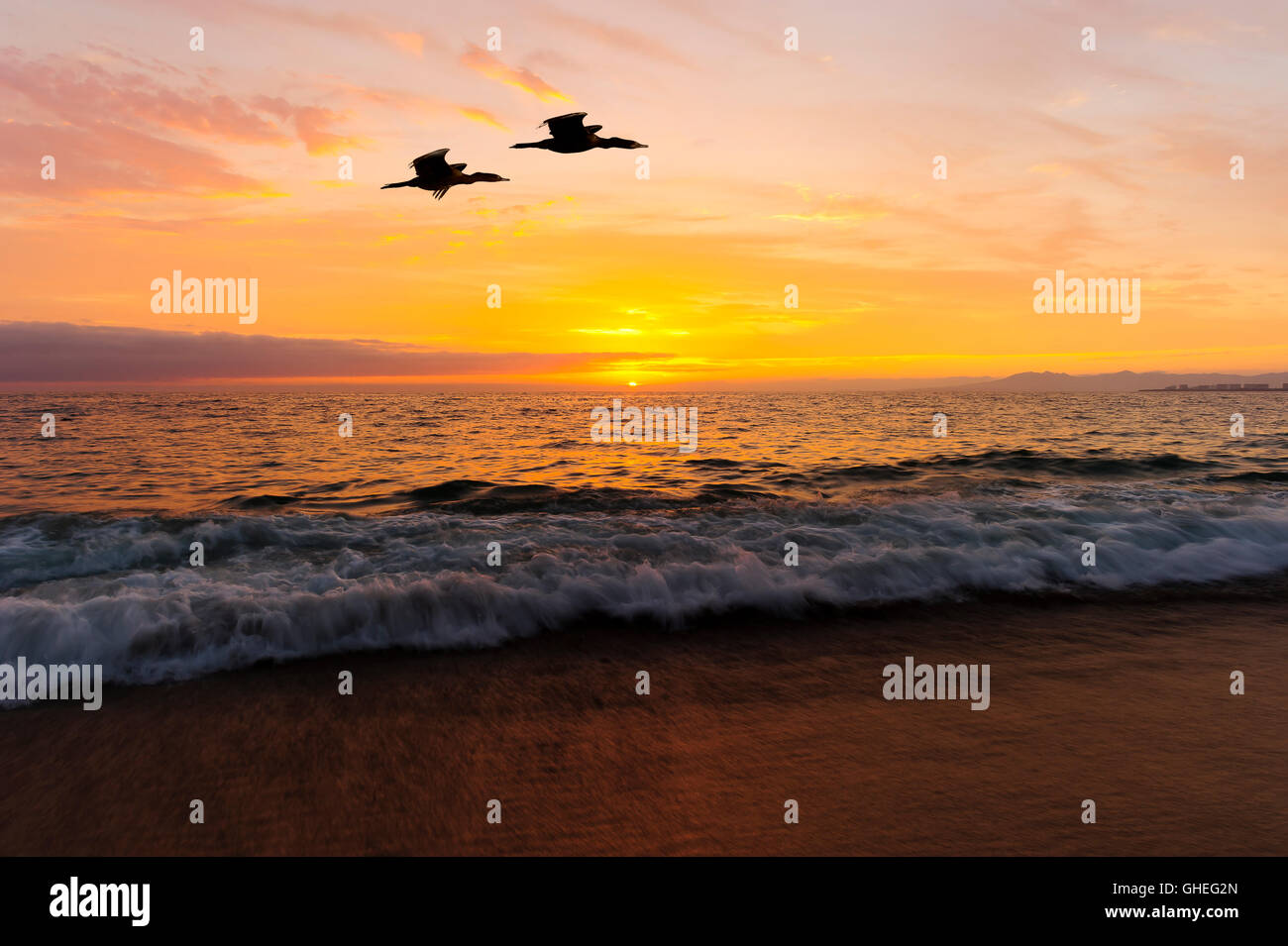 Birds silhouettes flying is two birds flying against a vivid orange ...