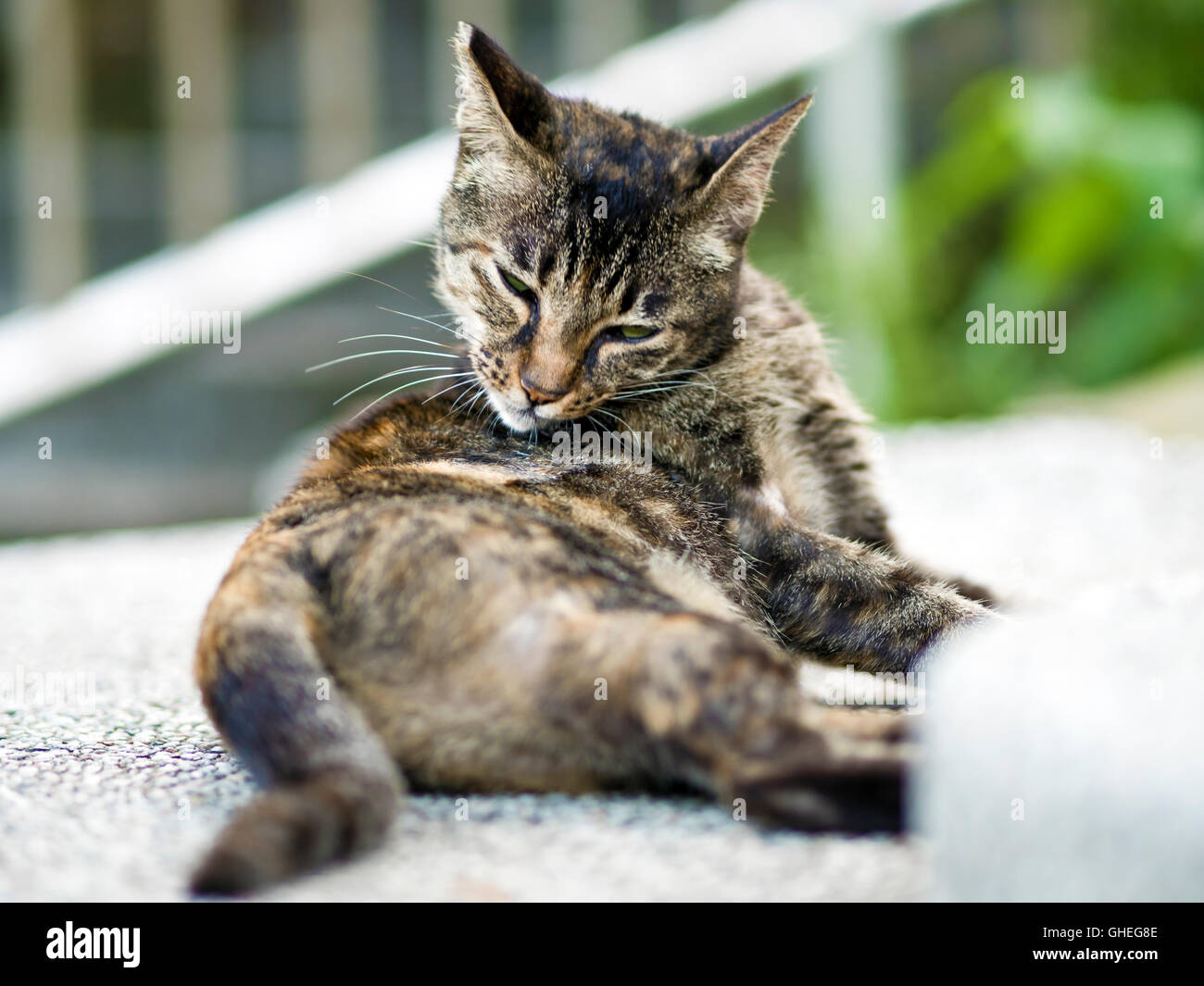 Scratch an itch hi-res stock photography and images - Alamy