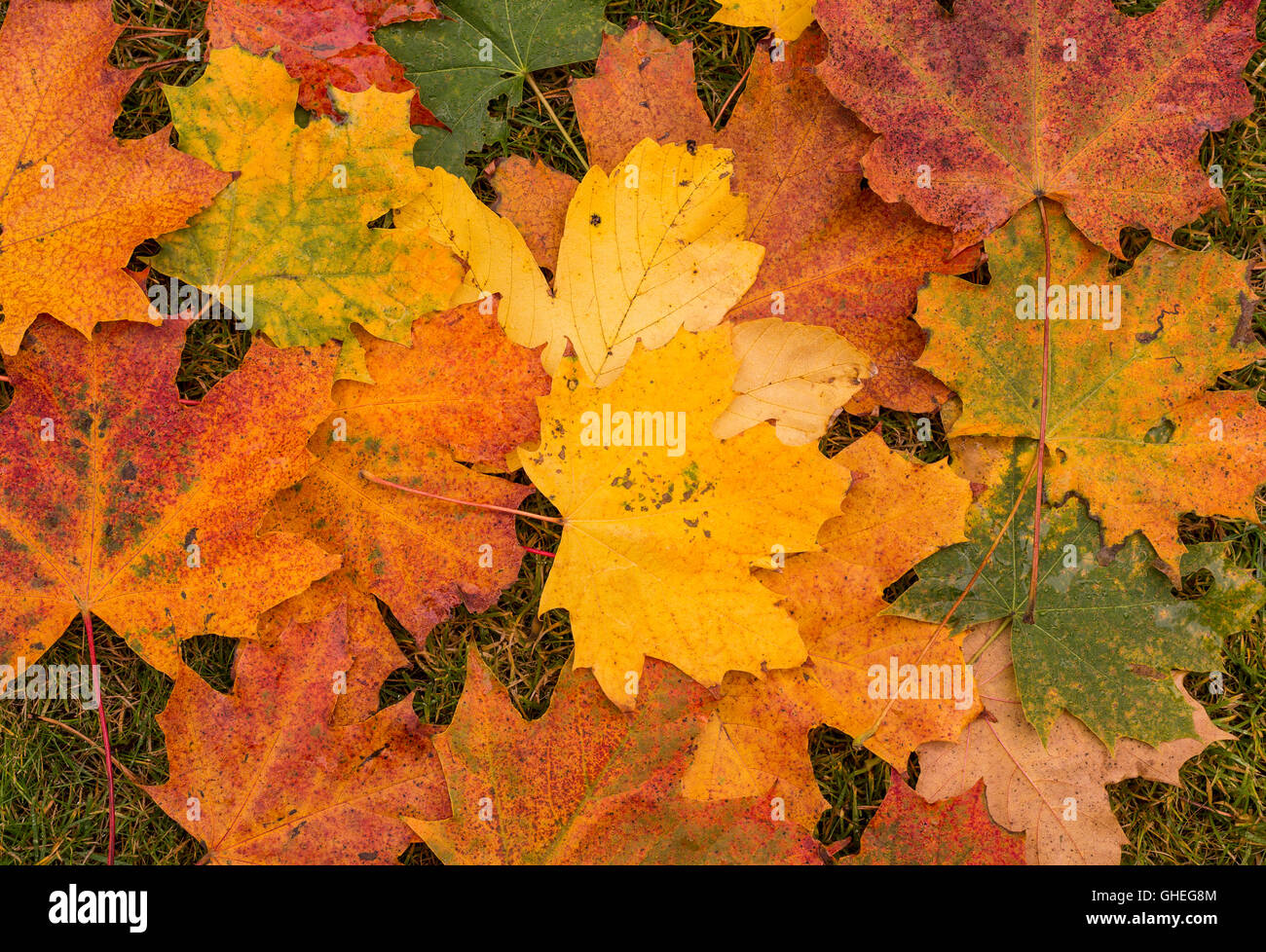 Colorful background of fallen autumn leaves, red Stock Photo - Alamy