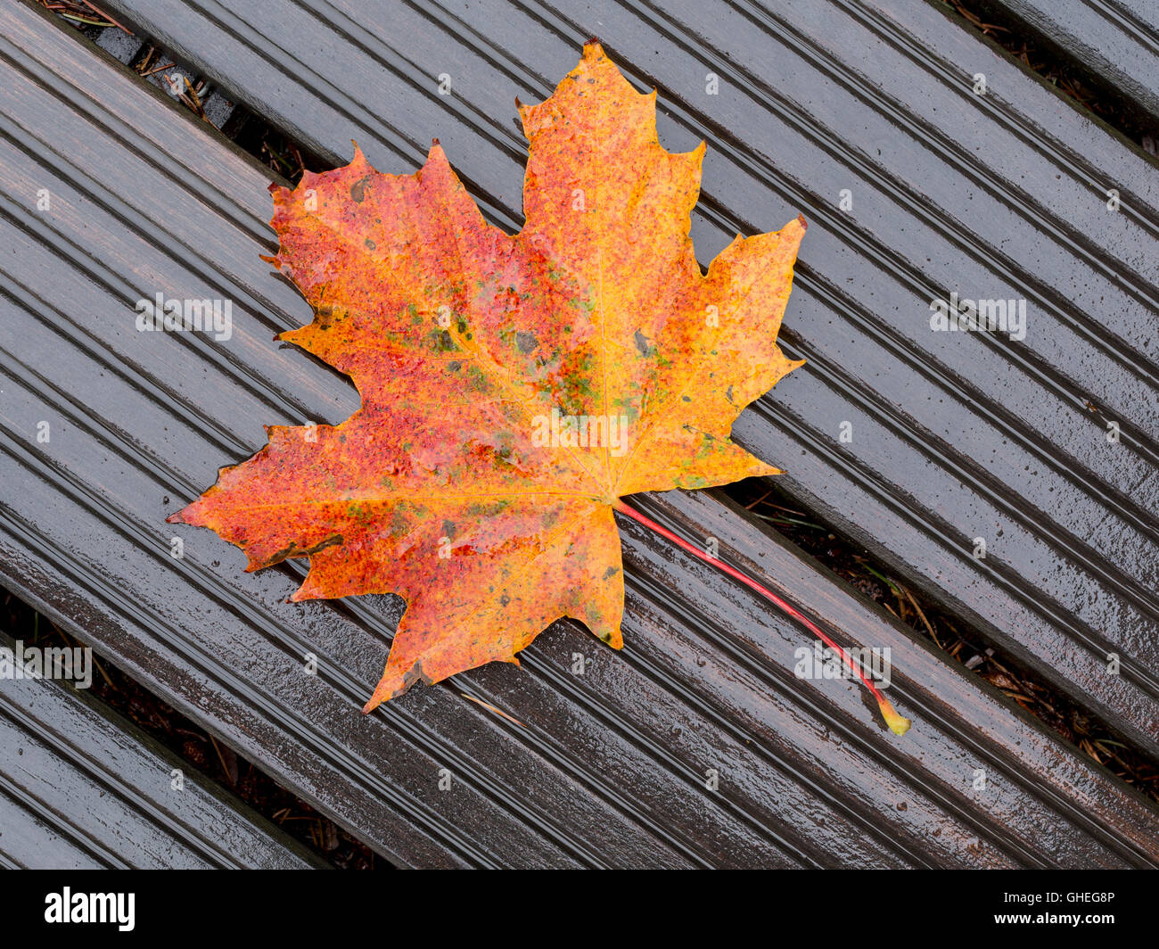 Colourful maple leaf hi-res stock photography and images - Alamy Colourful maple leaf hi-res stock photography and images - Alamy