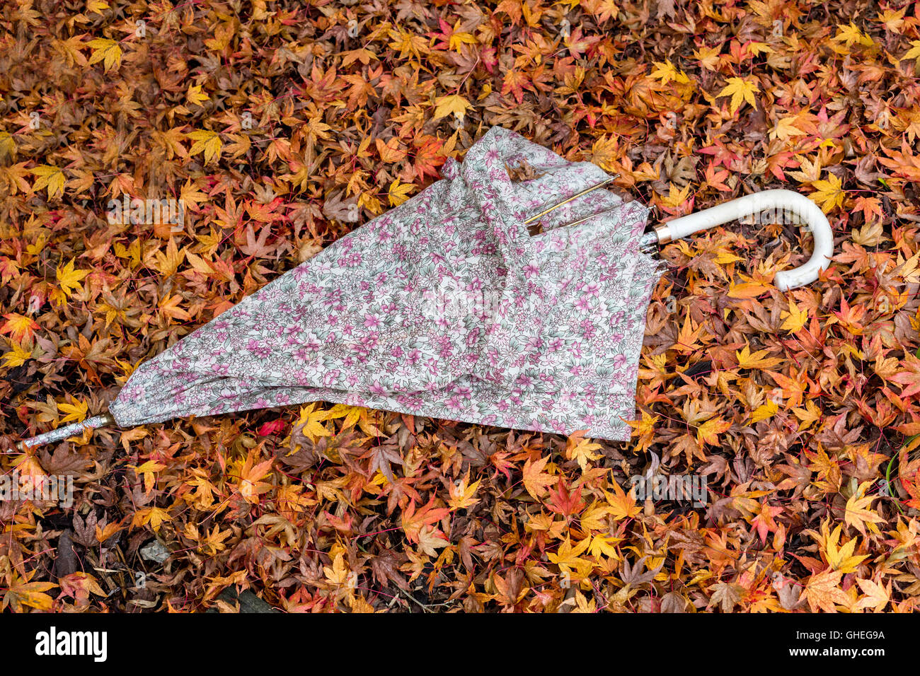Colorful background of fallen autumn leaves and old umbrella Stock ...