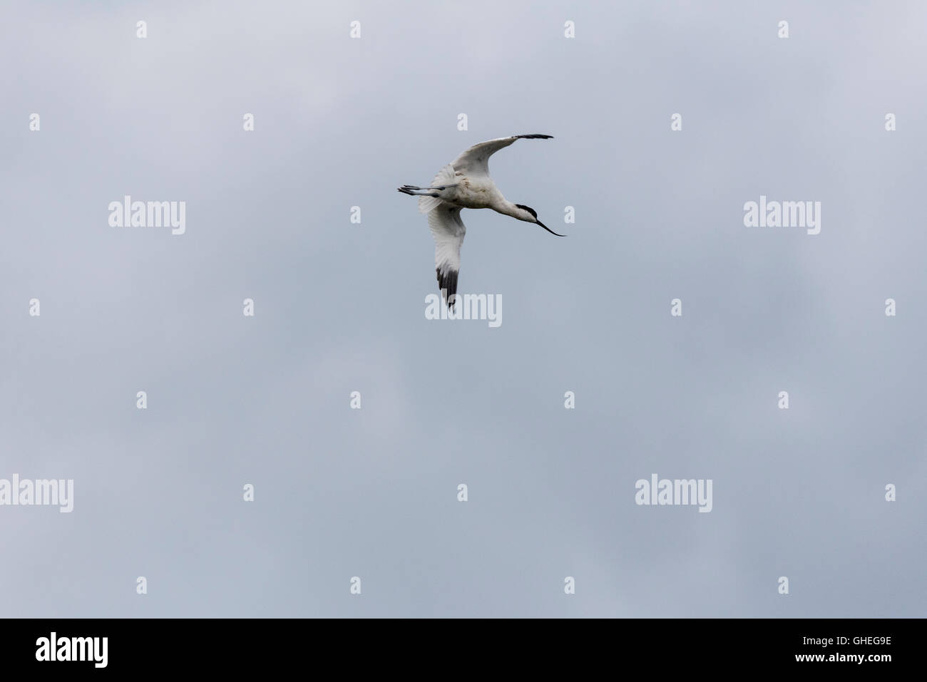 An Avocet (Recurvirostra avosetta) flying Stock Photo - Alamy