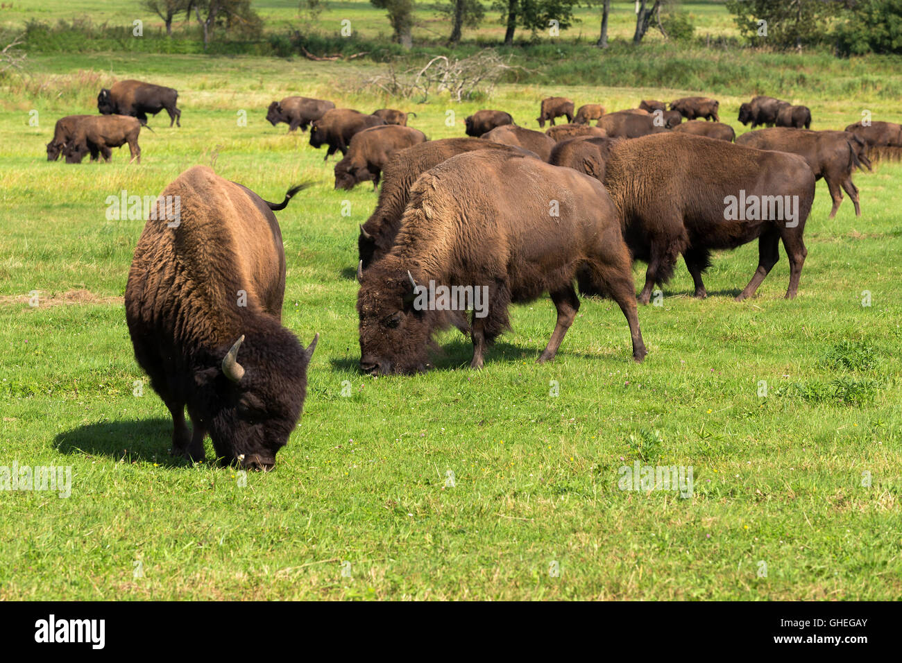Herd of American bison (Bison bison), also commonly known as the ...