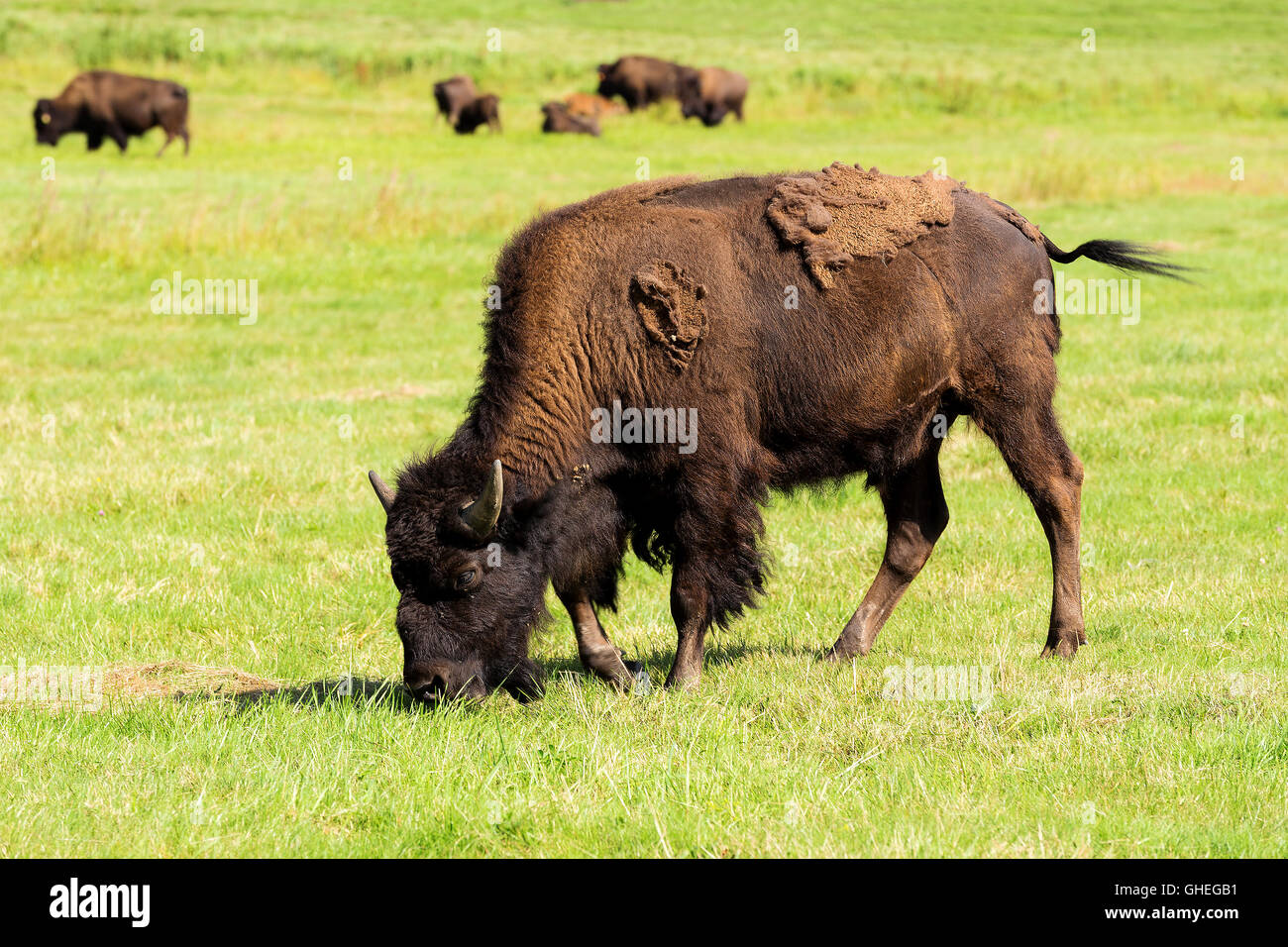 Herd of American bison (Bison bison), also commonly known as the ...