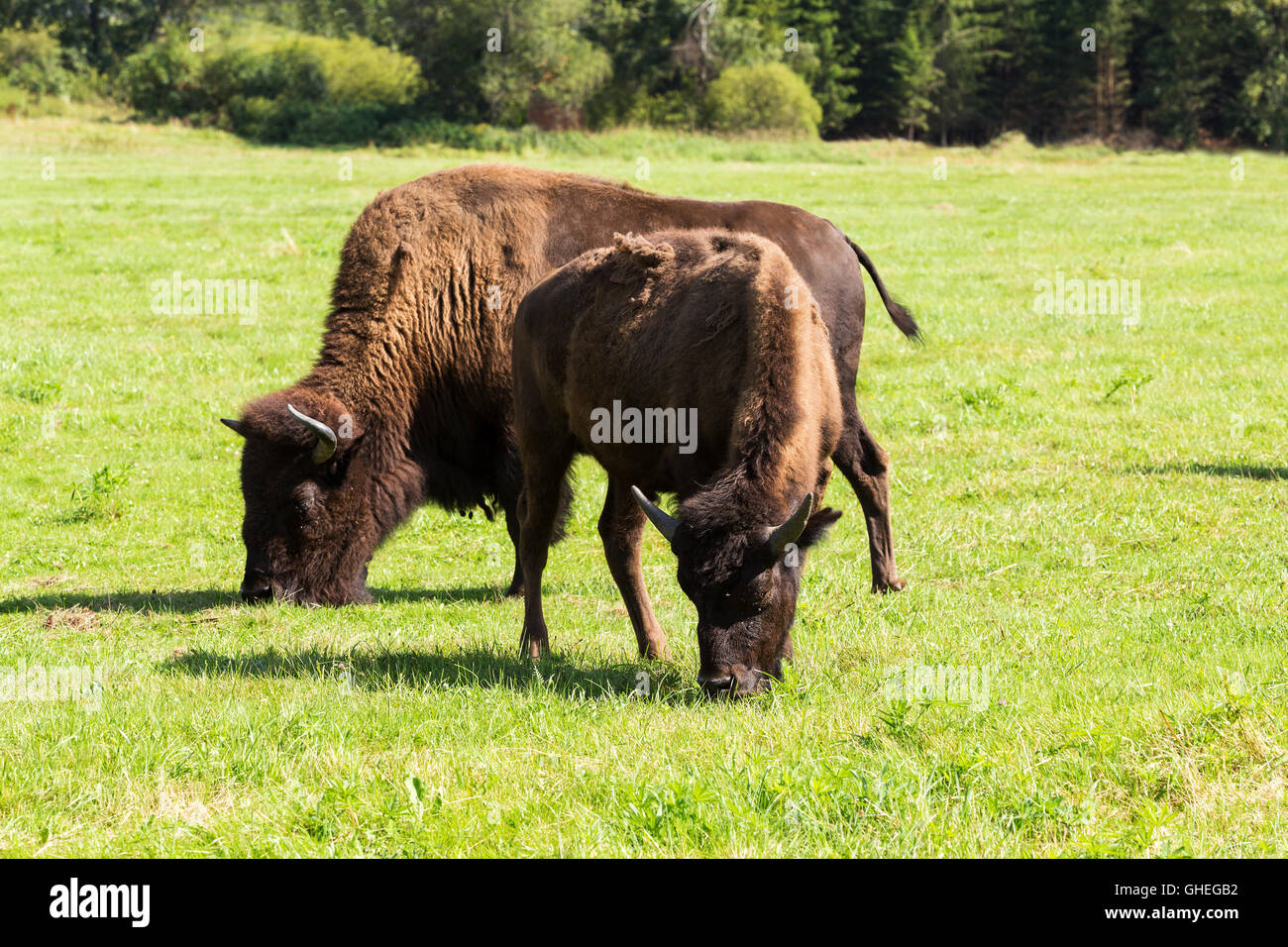 Herd of American bison (Bison bison), also commonly known as the ...