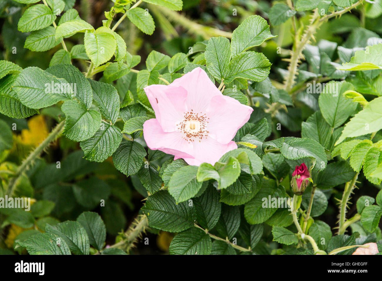 Pink dog rose flower (Rosa canina Stock Photo - Alamy