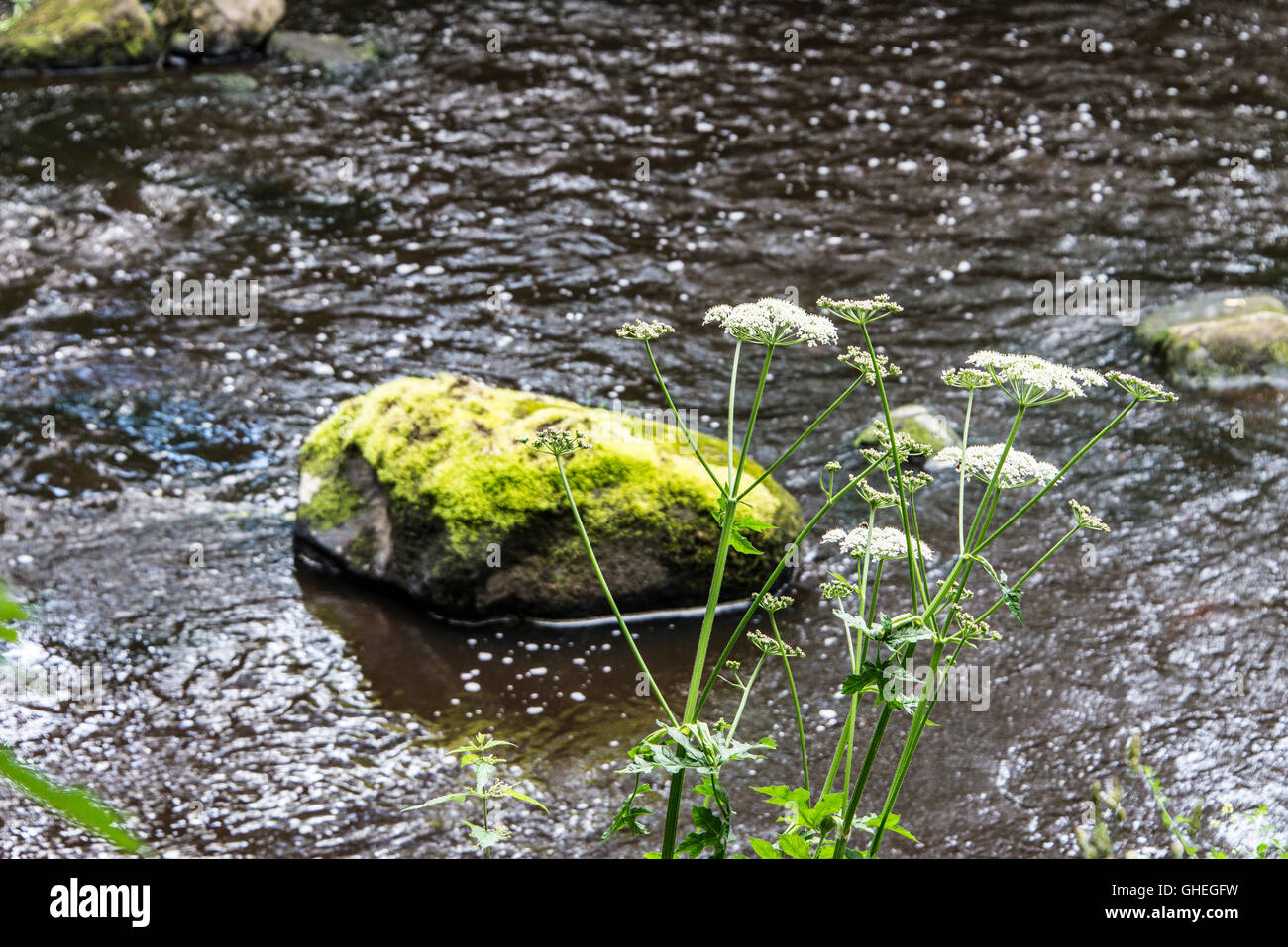 A moss covered rock in the river Almond, Livingston, West Lothian ...