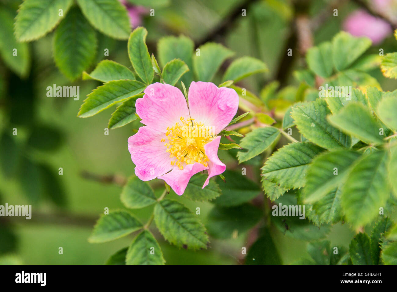 Flower of a dog rose (Rosa canina Stock Photo - Alamy