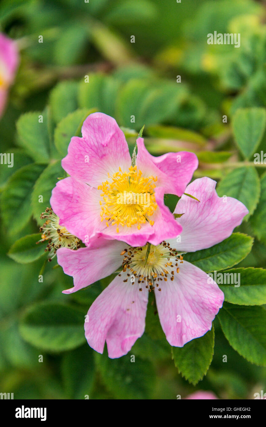 Flower of a dog rose (Rosa canina Stock Photo - Alamy