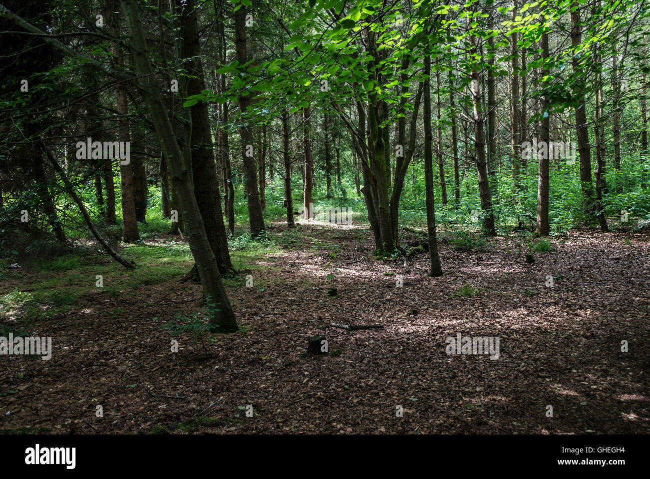 Woods in Livingston, West Lothian, Scotland Stock Photo - Alamy