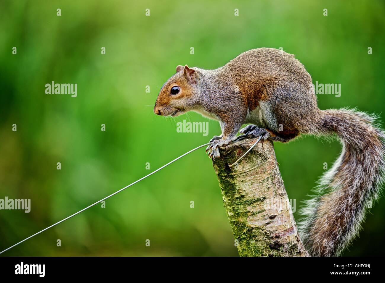 A detailed and sharply rendered Grey Squirrel about to jump or walk ...