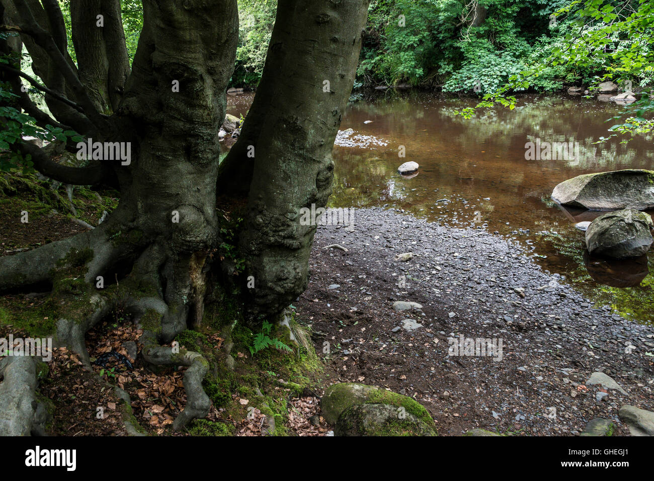 The bank of the River Almond, Livingston, West Lothian, Scotland Stock ...