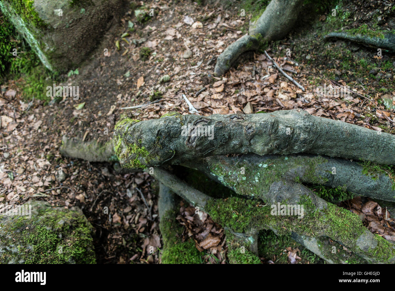Almond tree roots hi-res stock photography and images - Alamy