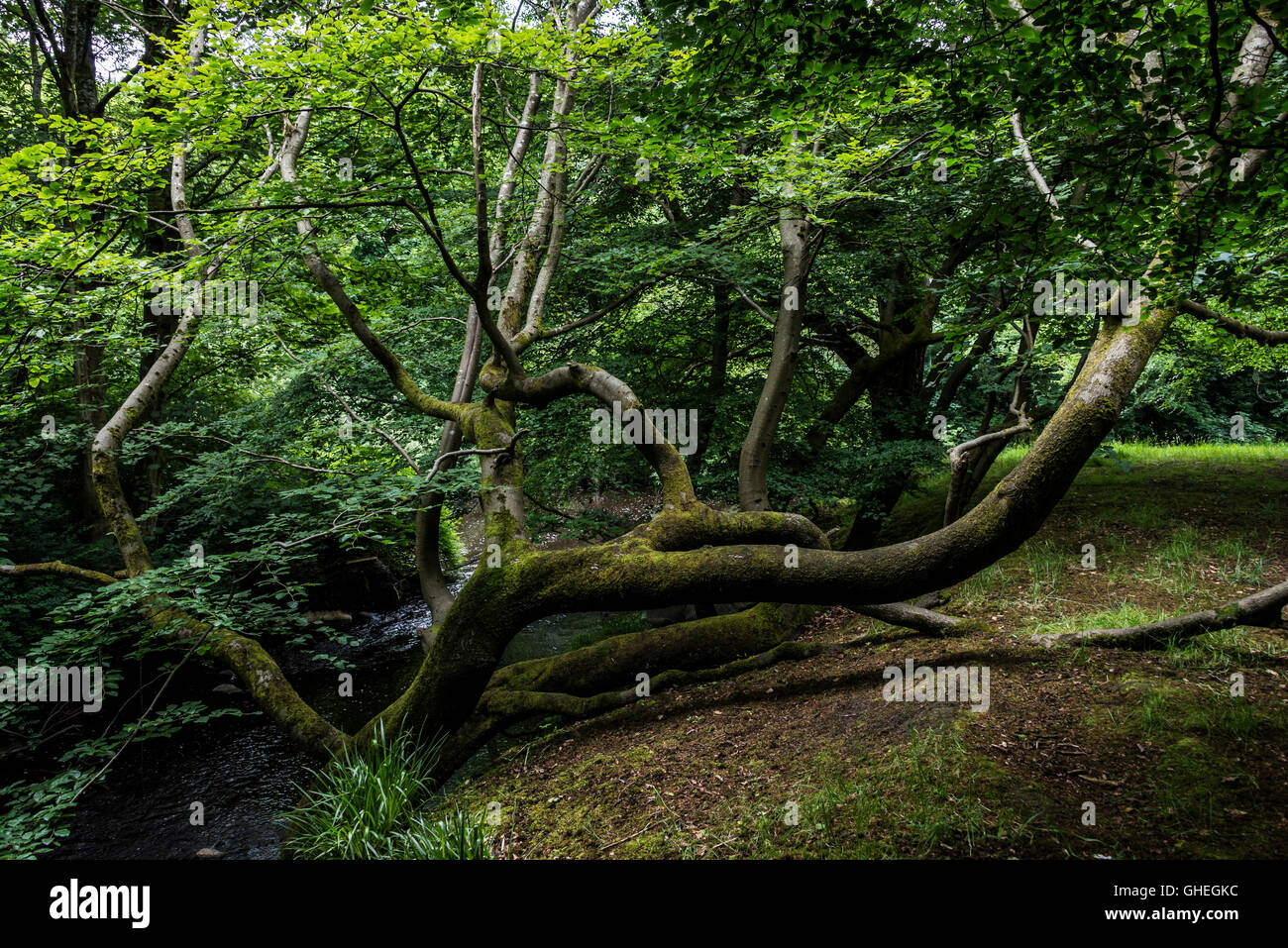 A tree on the bank of Harwood water, Livingston, West Lothian, Scotland ...