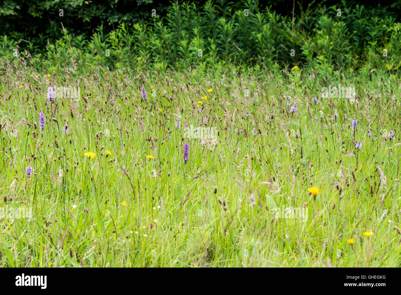 Wild flowers in Scotland Stock Photo - Alamy