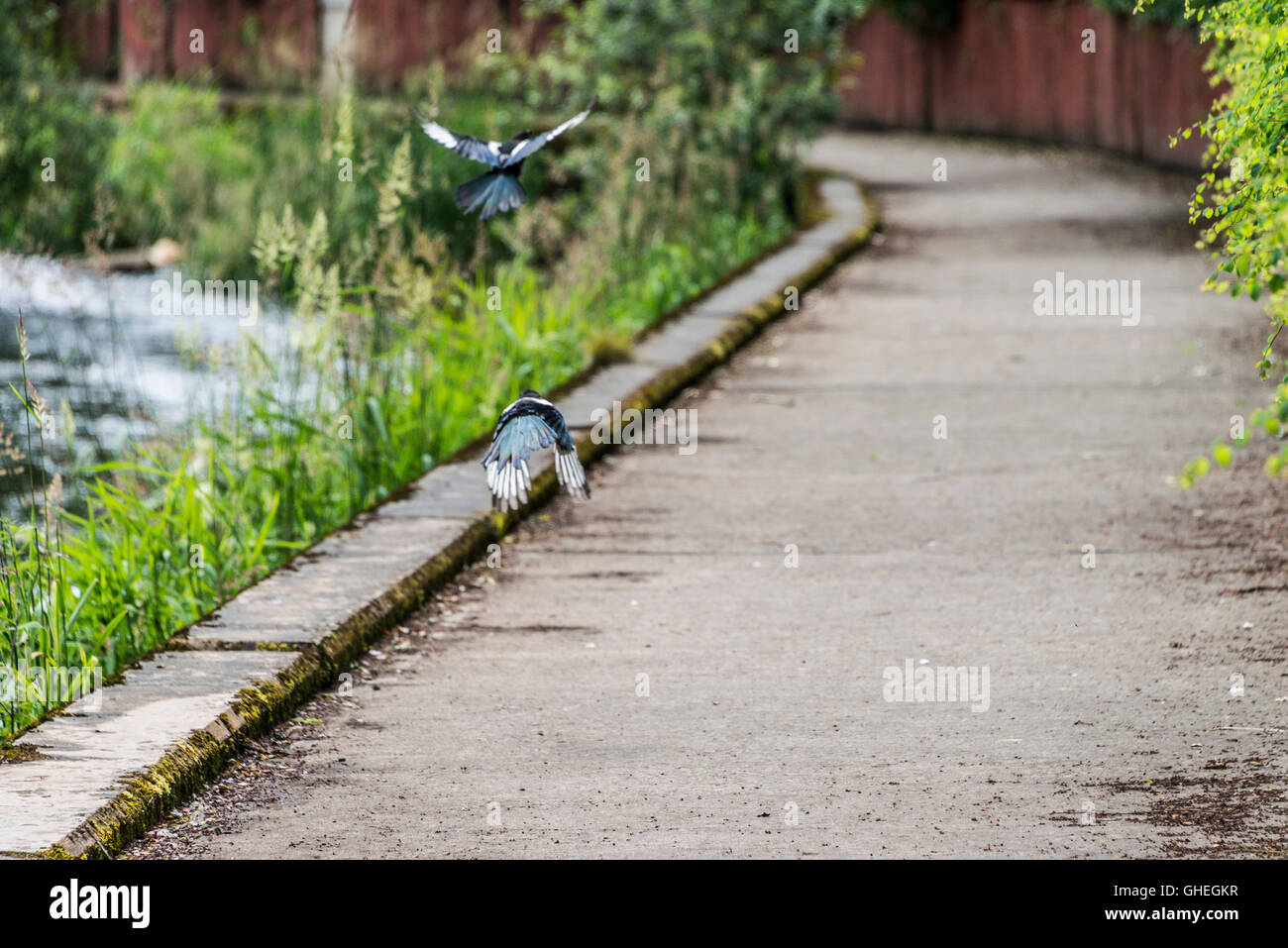 Two magpies (Pica pica) flying Stock Photo - Alamy
