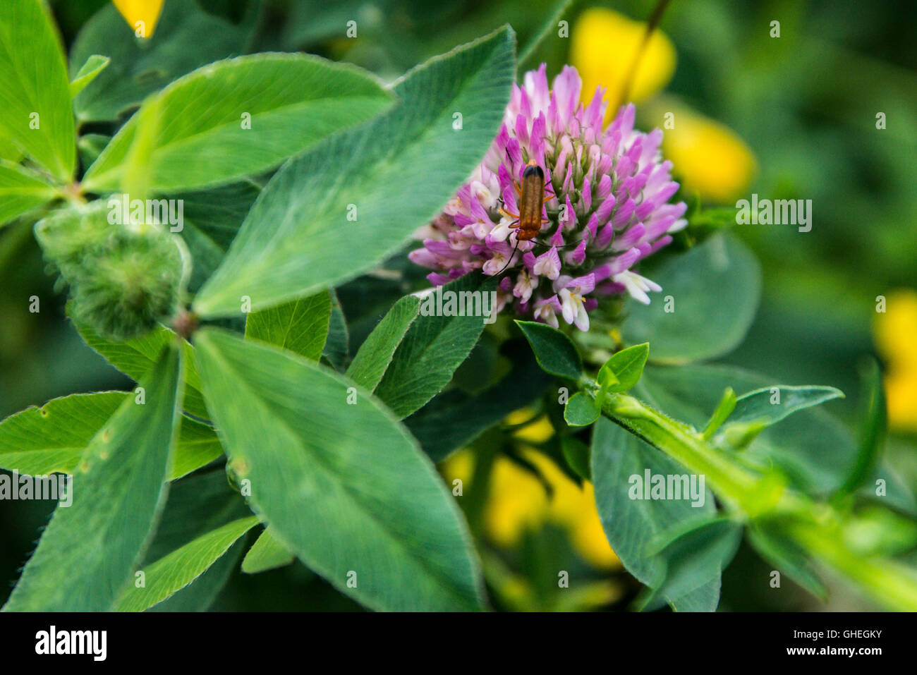 Common red soldier beetle (Rhagonycha fulva) on a clover flower Stock ...