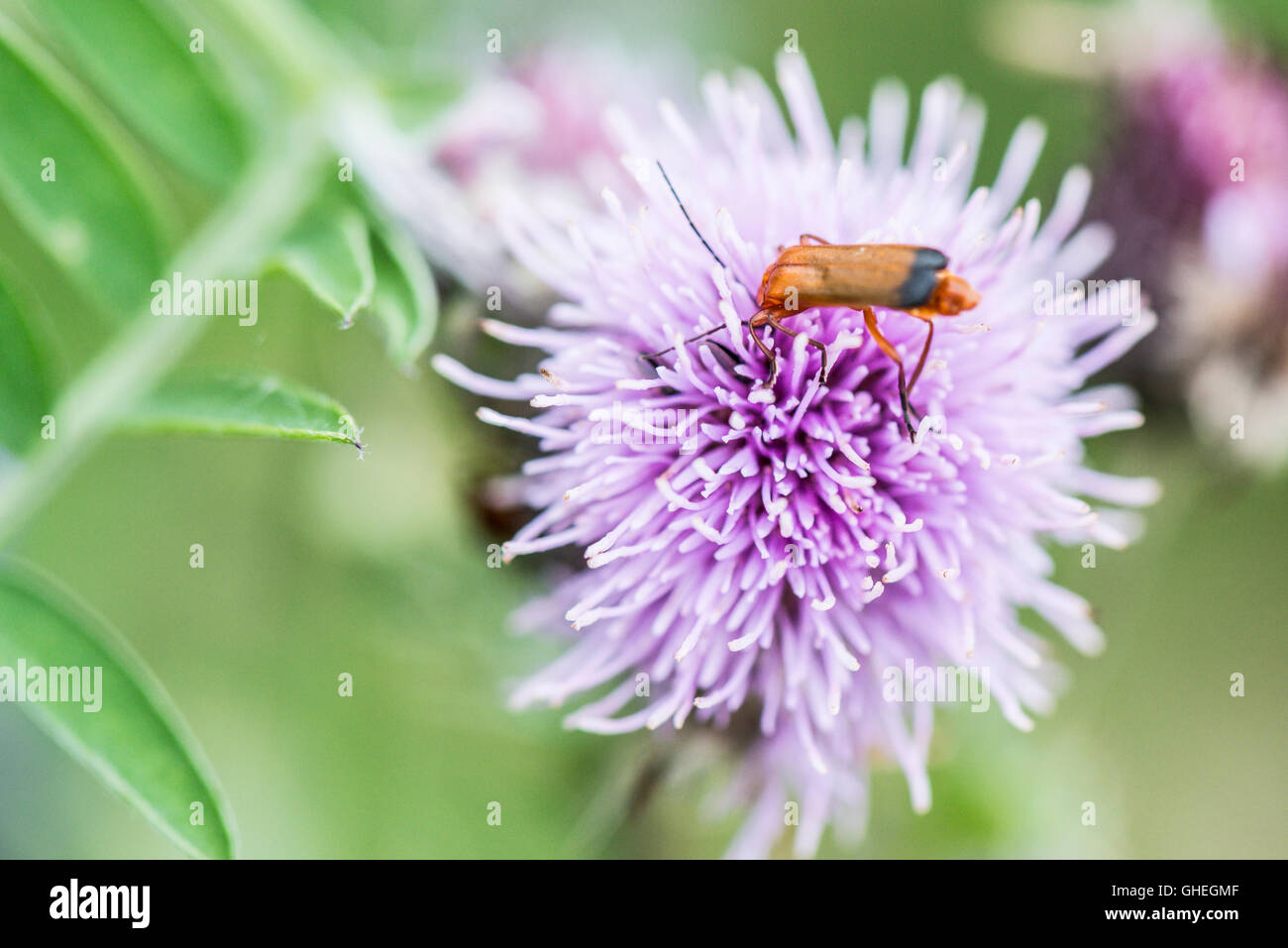 Common red soldier beetle (Rhagonycha fulva) on a thistle flower Stock ...