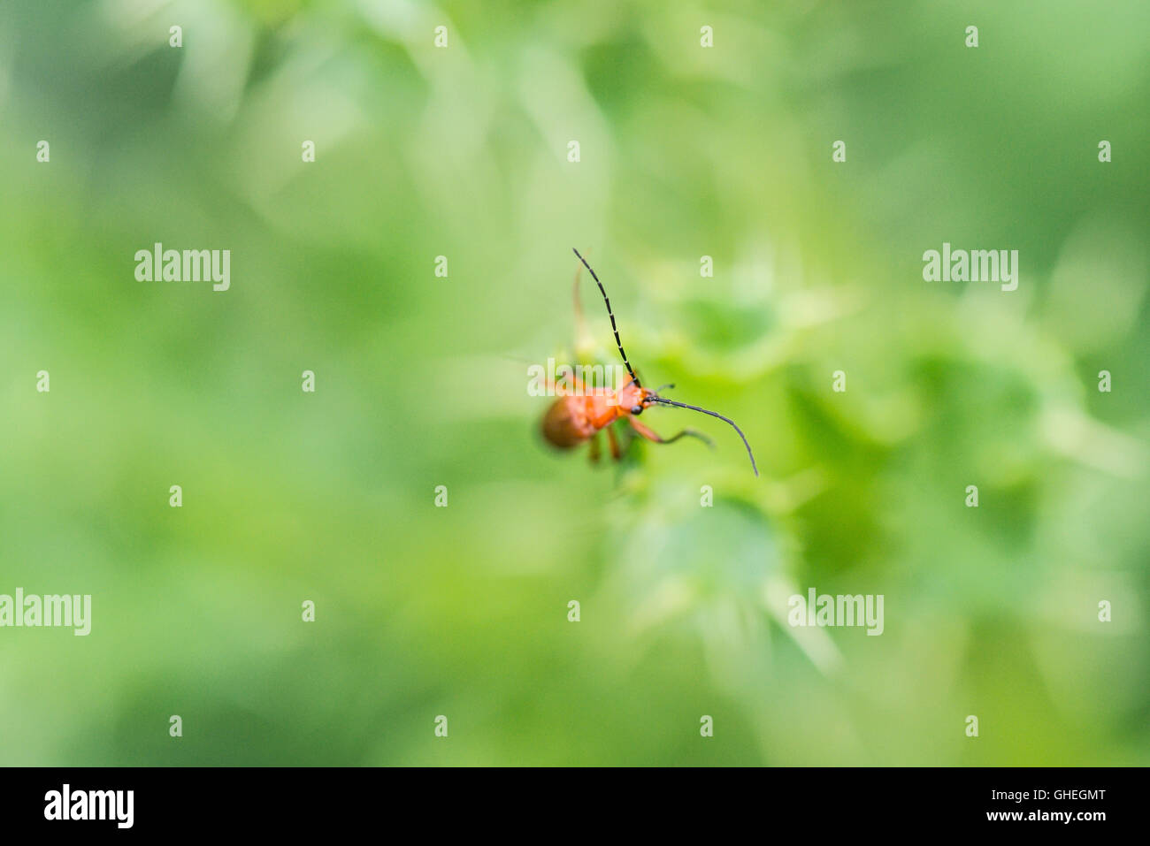 Red common soldier beetle hi-res stock photography and images - Alamy