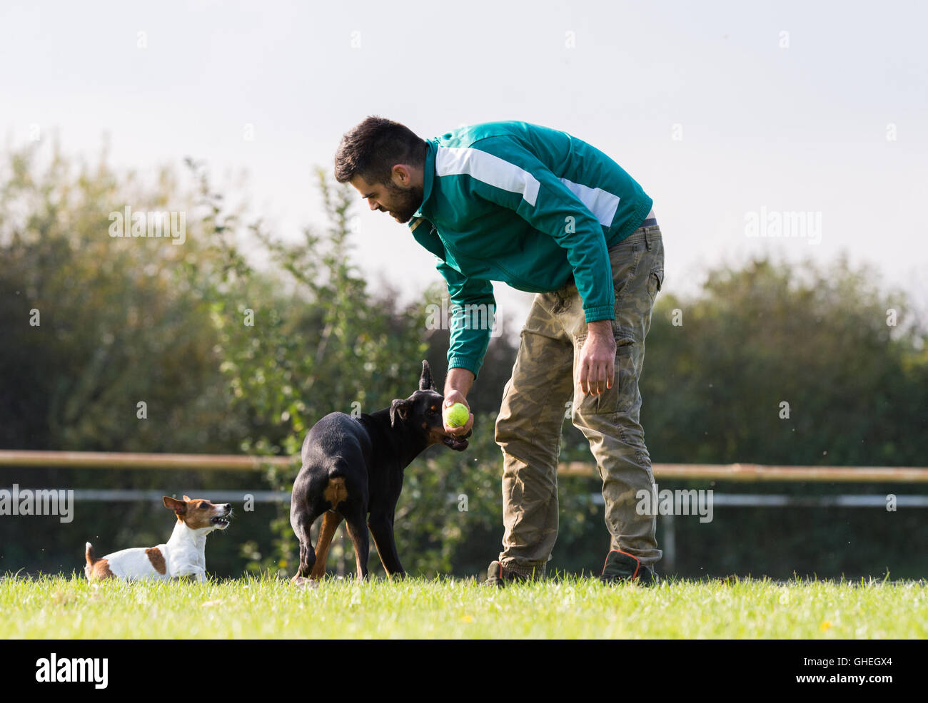 Doberman in training hi-res stock photography and images - Alamy