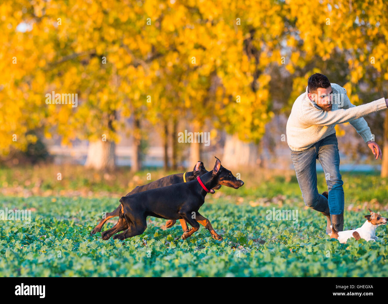 Doberman with owner in training Stock Photo - Alamy