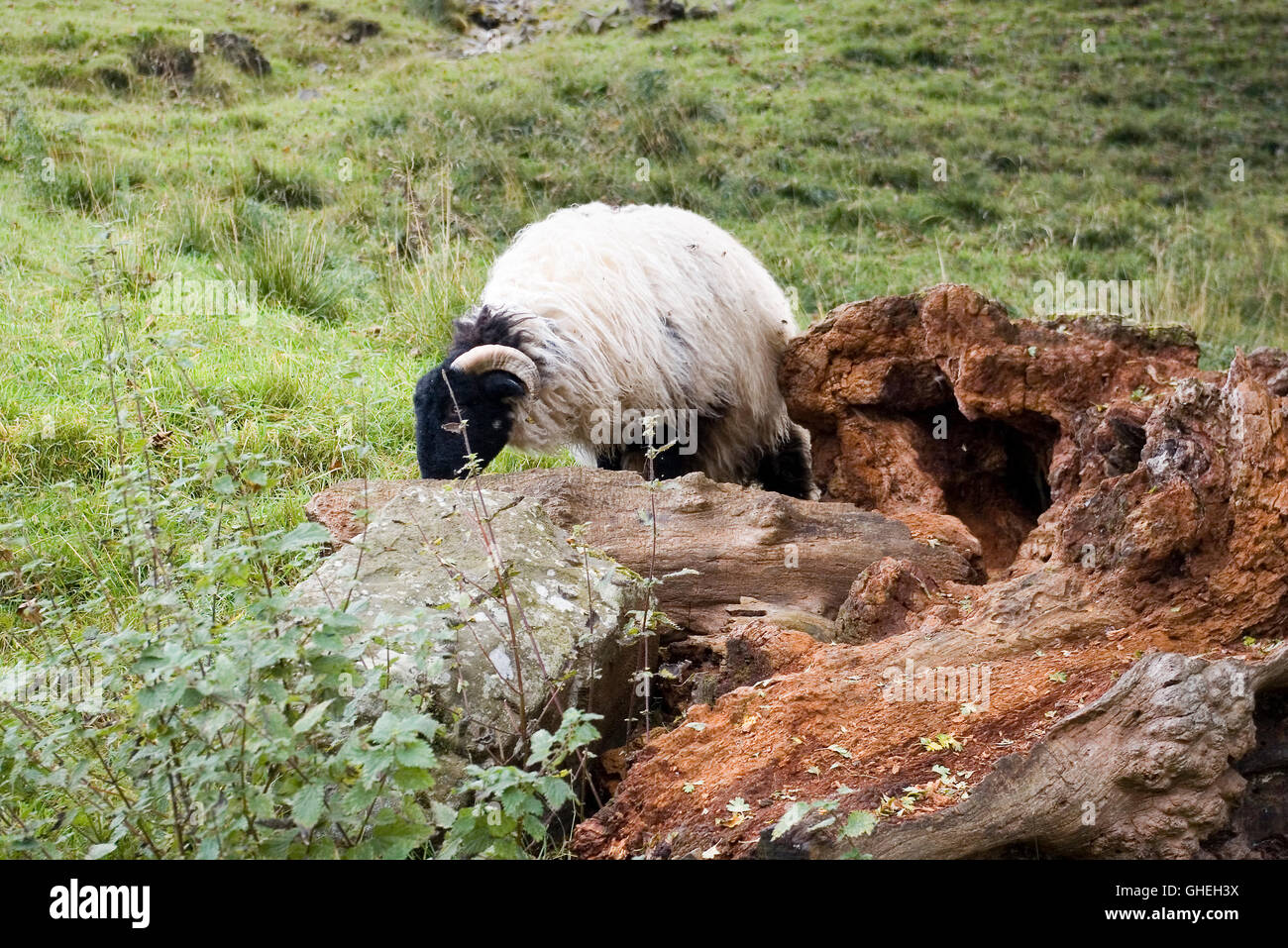 Baa ram hi-res stock photography and images - Alamy