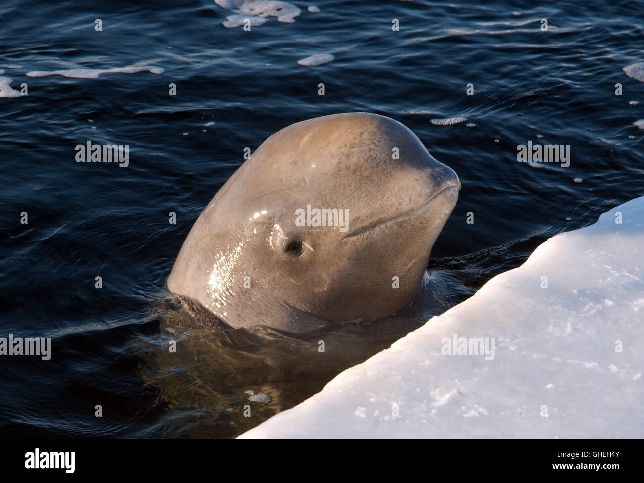 young Beluga whales in the ice-hole. White whale (Delphinapterus leucas ...
