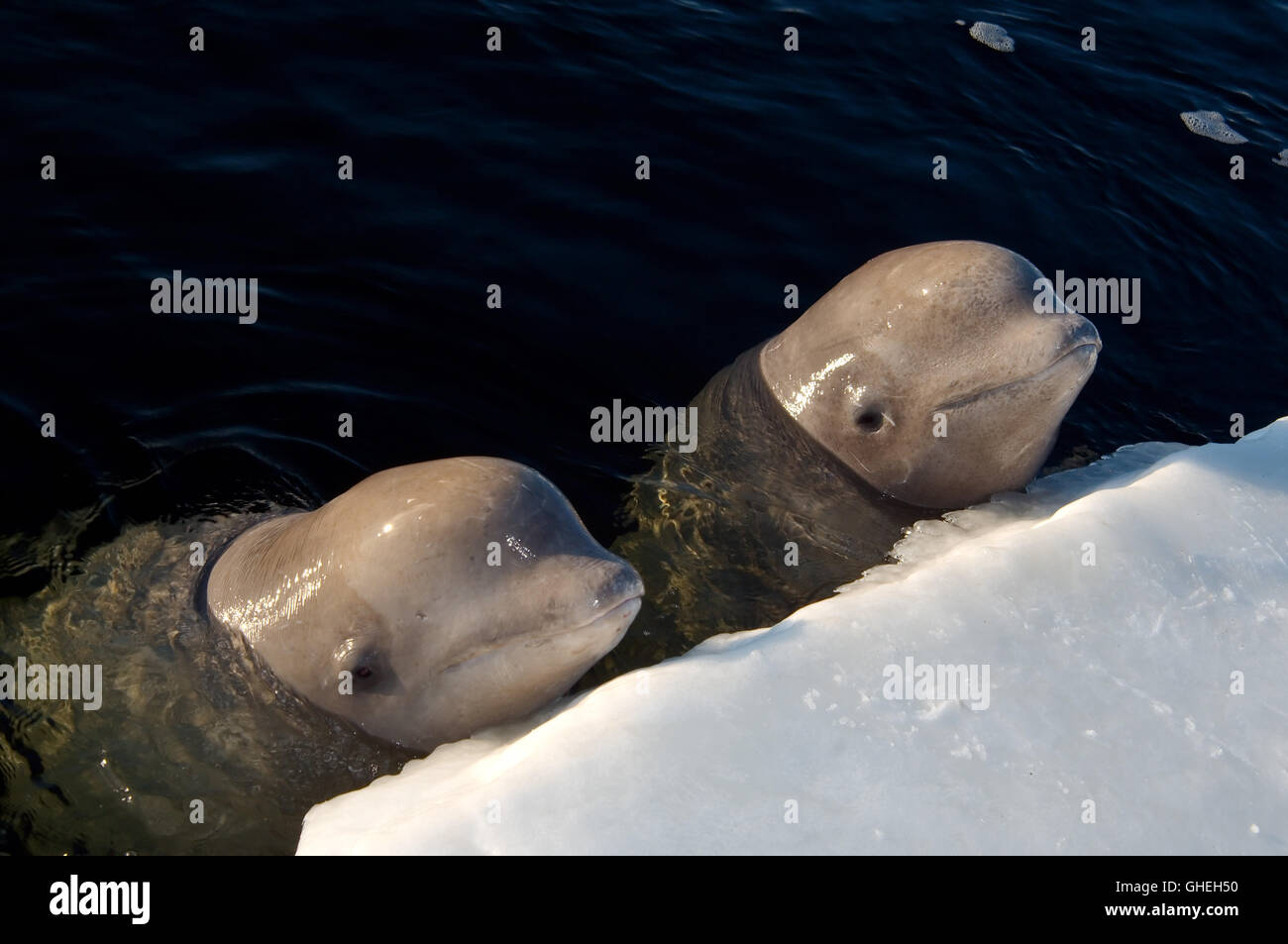 Two young Beluga whales in the ice-hole. White whale (Delphinapterus ...