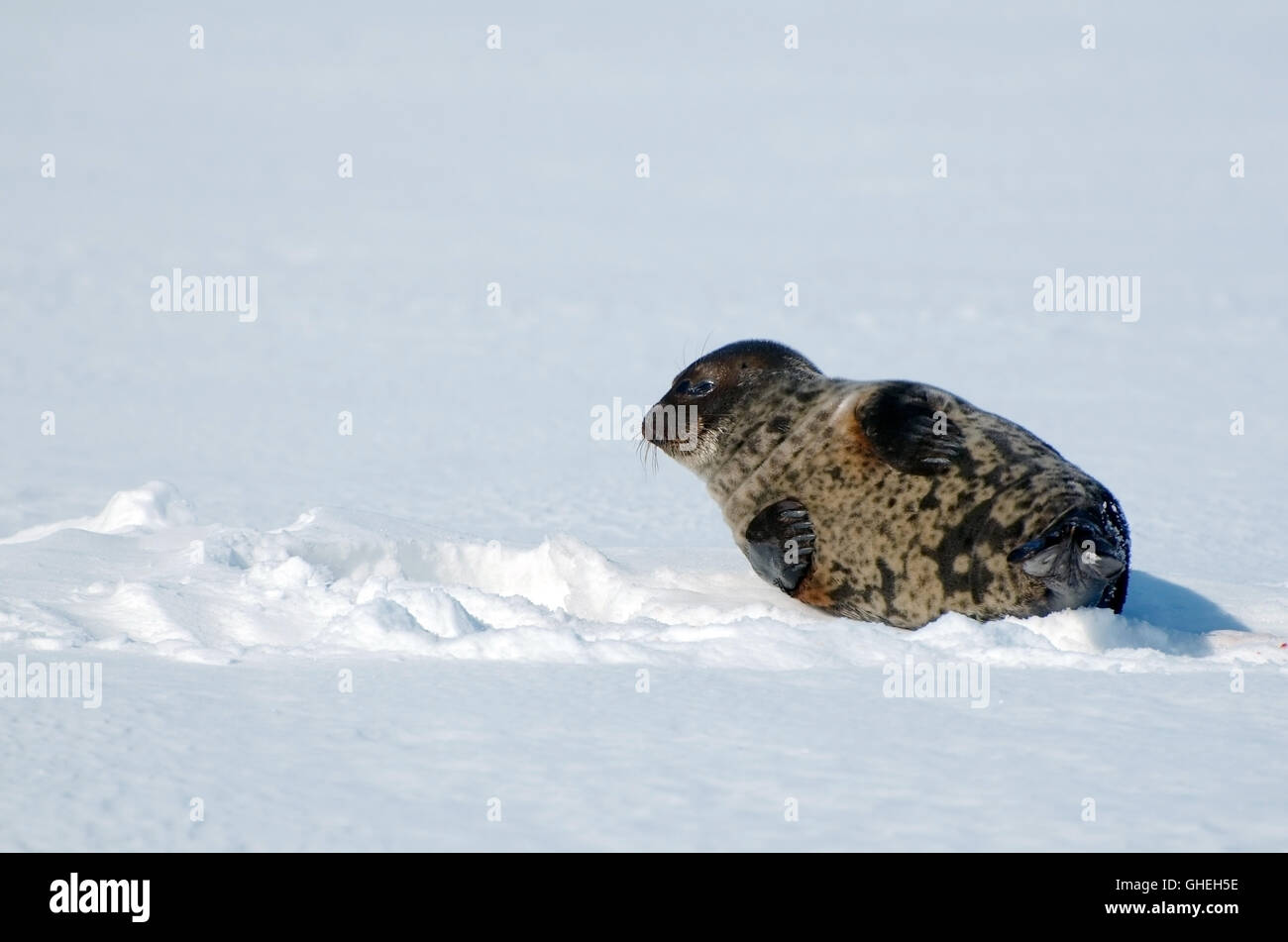 Pusa hispida saimensis hi-res stock photography and images - Alamy