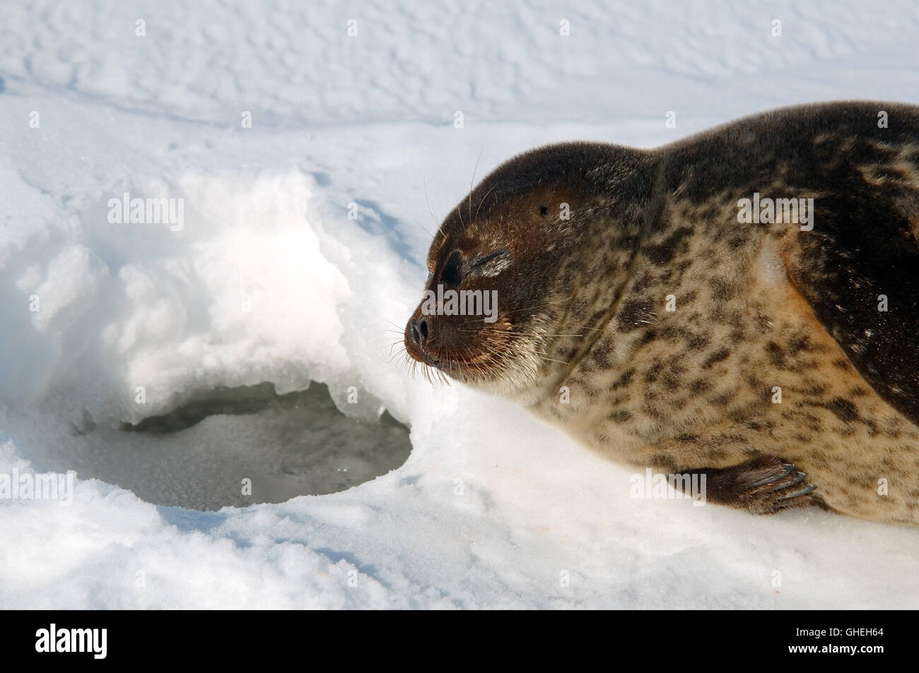 Foca ocelada hi-res stock photography and images - Alamy
