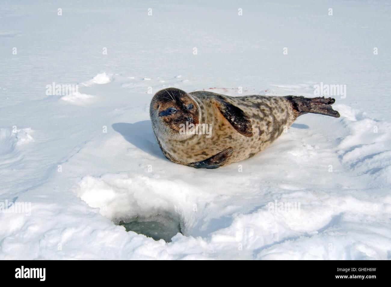 Arctic Ringed Seal lies on the snow next to the ice hole. Jar seal ...