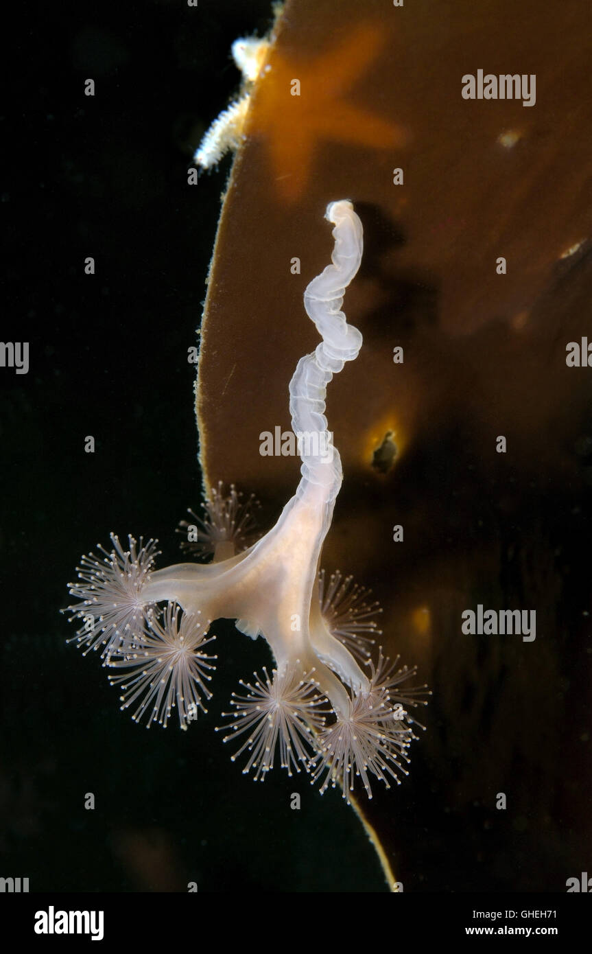 Stalked Jellyfish or Kaleidoscope Jellyfish (Lucernaria quadricornis ...