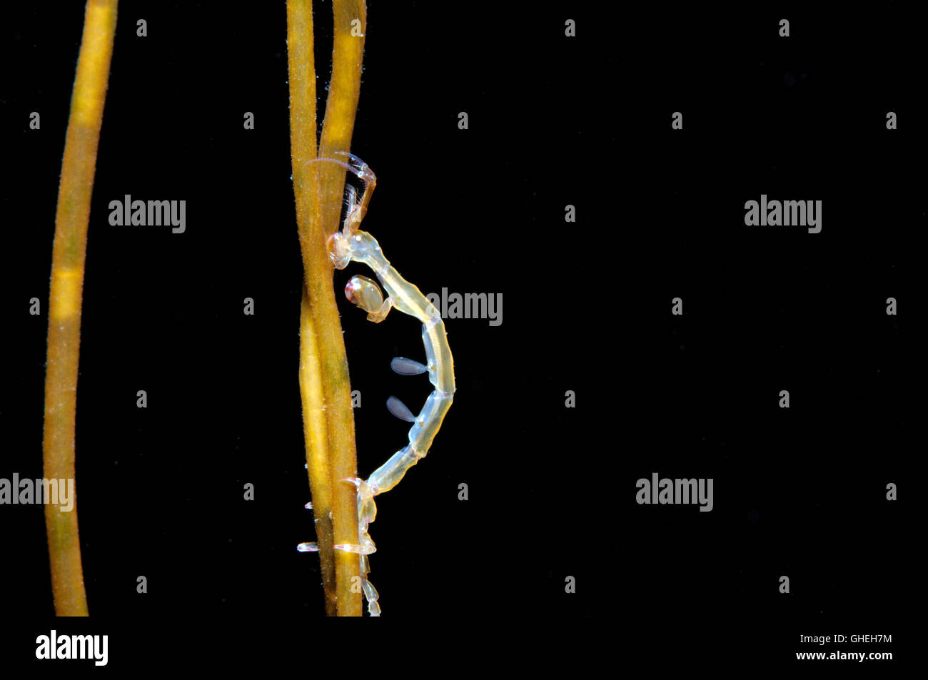 Linear Skeleton Shrimp or ghost shrimps (Caprella linearis) White sea ...