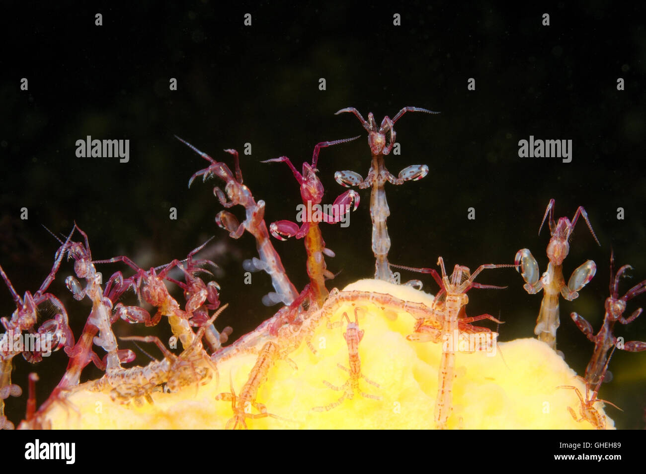 group of Linear Skeleton Shrimp or ghost shrimps (Caprella linearis ...