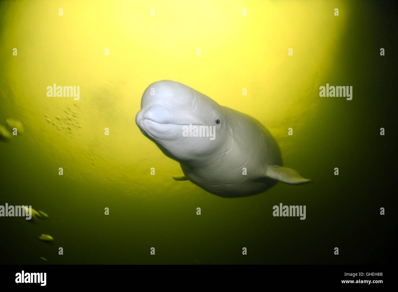 Beluga whale or White whale (Delphinapterus leucas) in Russian Arctic ...